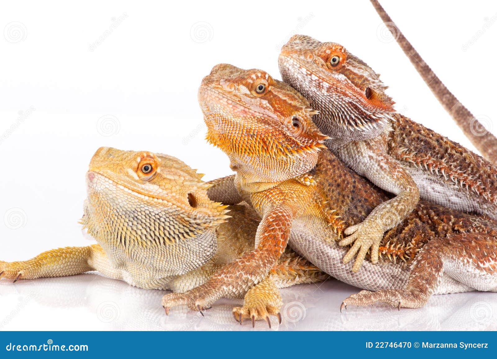 Three Bearded Agamas stock photo. Image of domestic, stack - 22746470