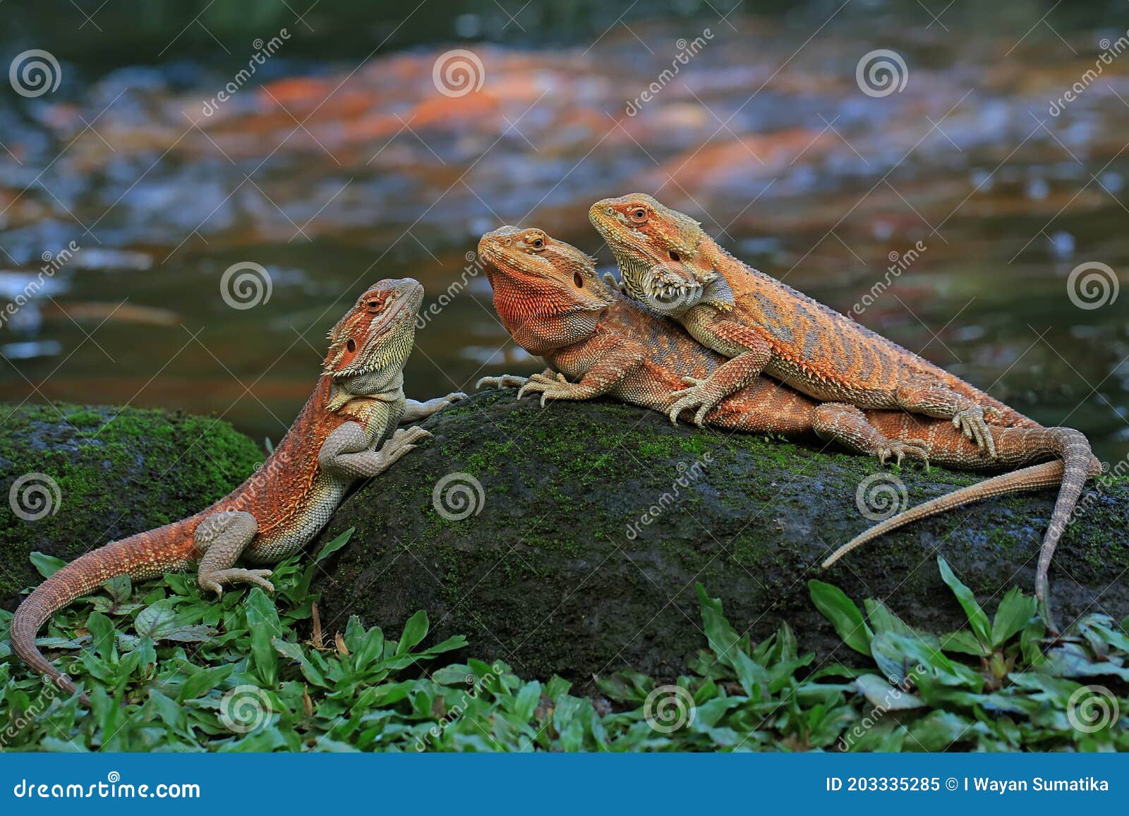 Three Bearded Dragons are Sunbathing before Starting Their daily ...