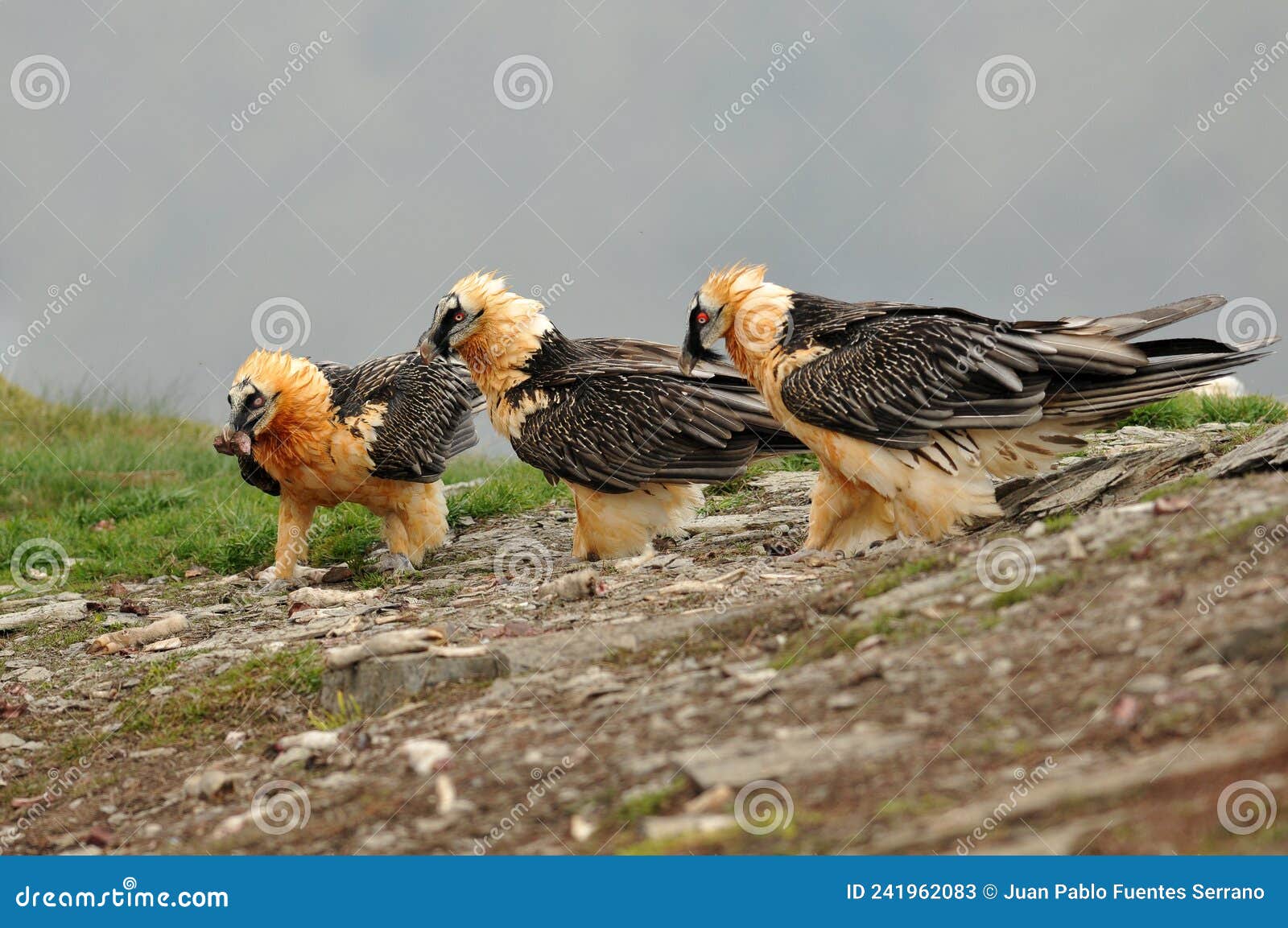 Three bearded vultures stock image. Image of aragonese - 241962083