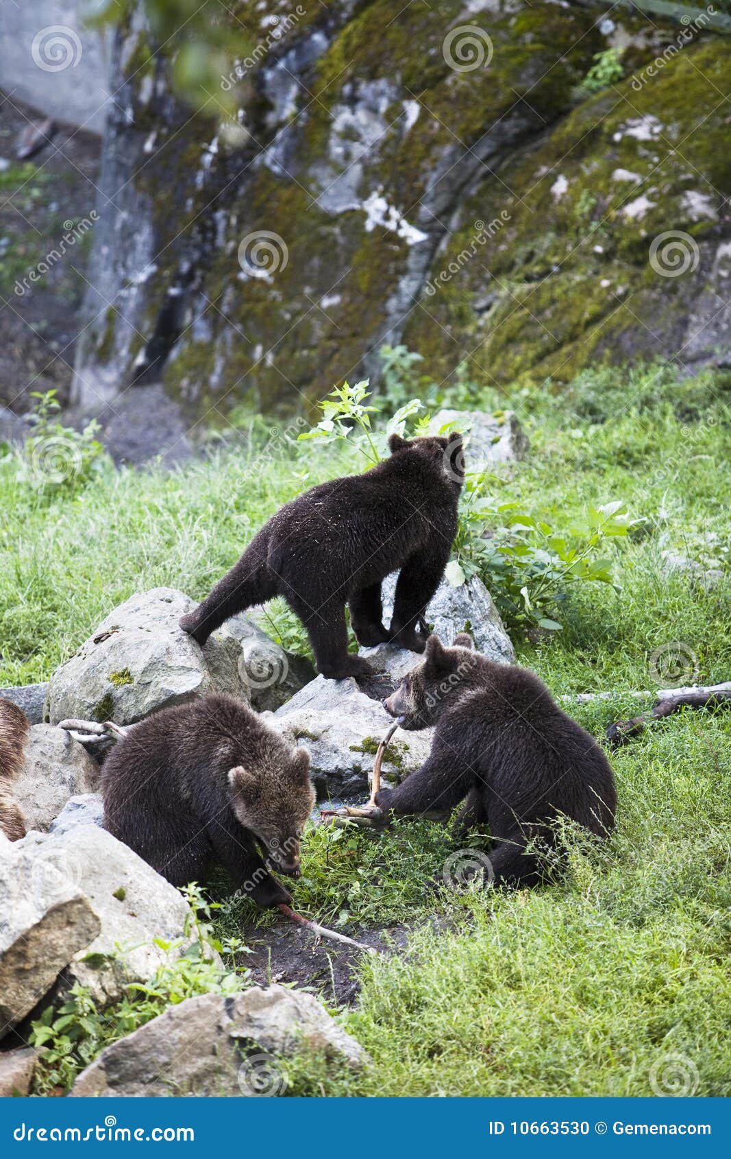 Three bears stock photo. Image of sitting, standing, three - 10663530