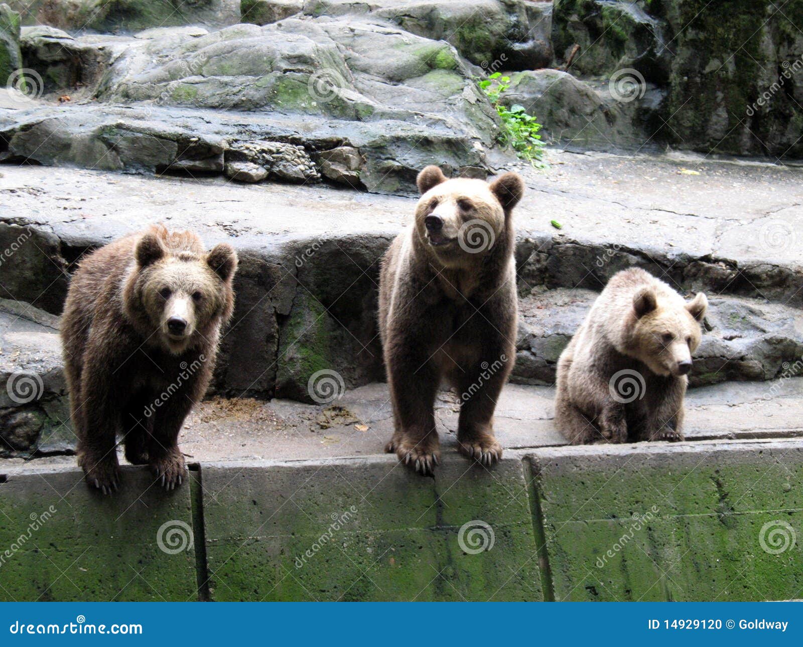 Three bears stock photo. Image of mammal, brown, fear - 14929120