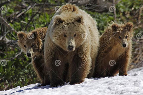 Three bears stock photo. Image of portrait, waterfall - 26669386