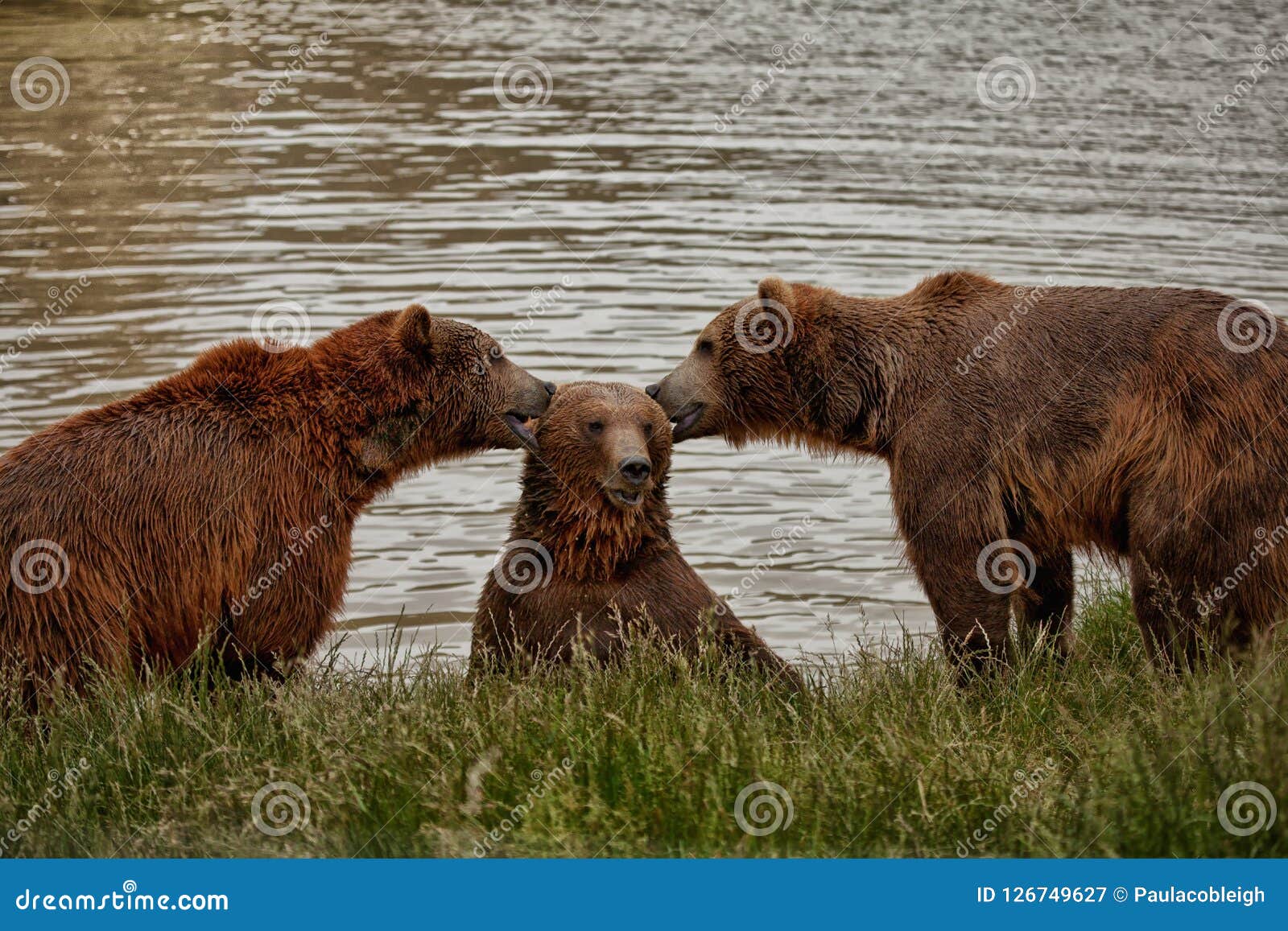The Three Bears Eating Ears or Telling Secrets Stock Image - Image of ...