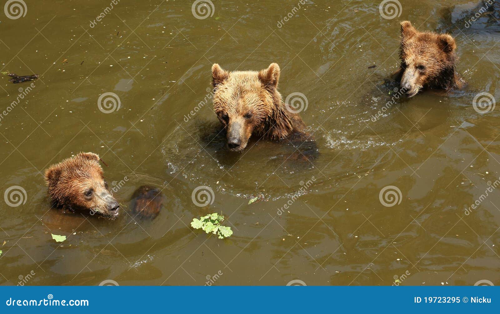 Three Bears Playing in Water Stock Image - Image of observation, summer ...