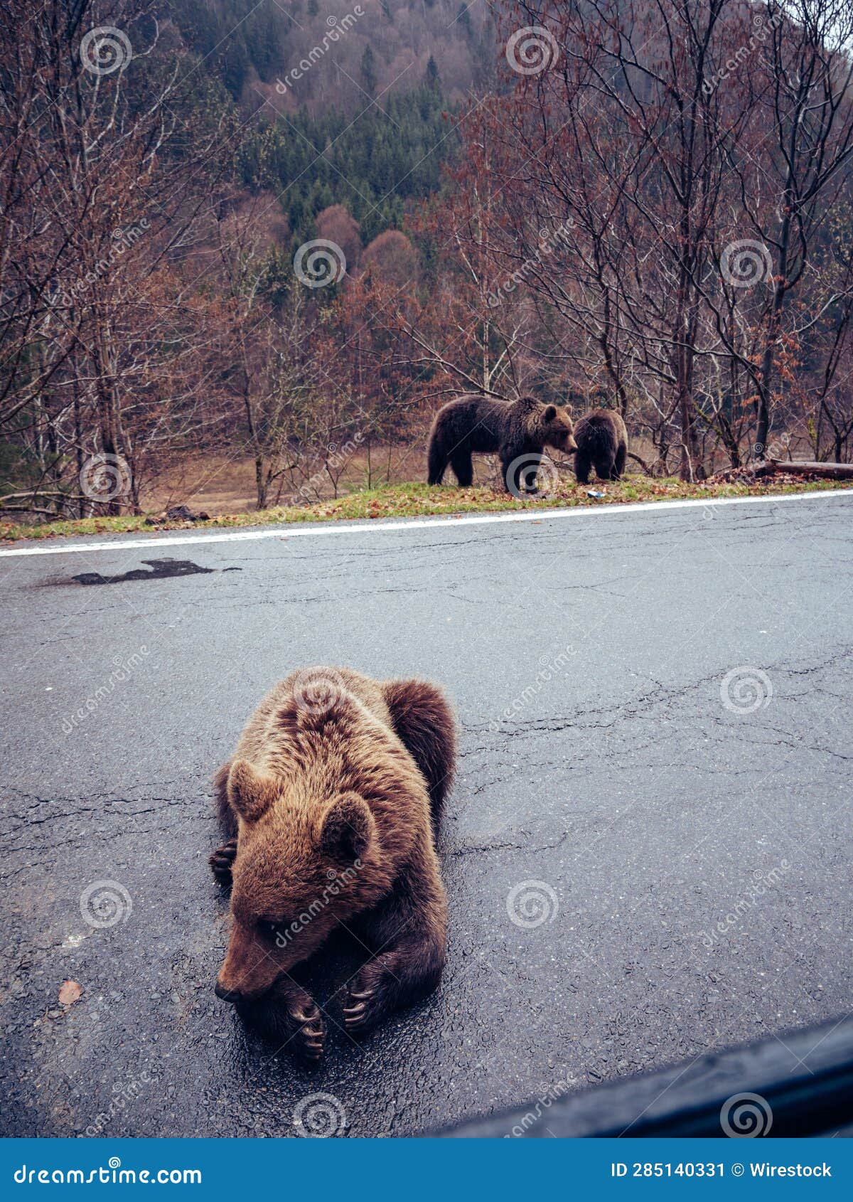 Three Bears Walk Across the Road with One in the Middle of the Shot ...