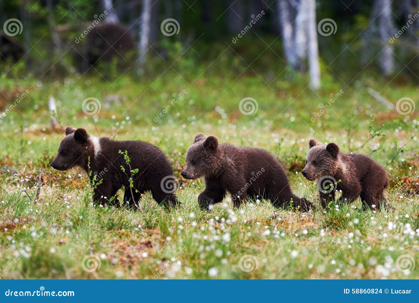 Three beautiful bear cubs stock photo. Image of lovely - 58860824