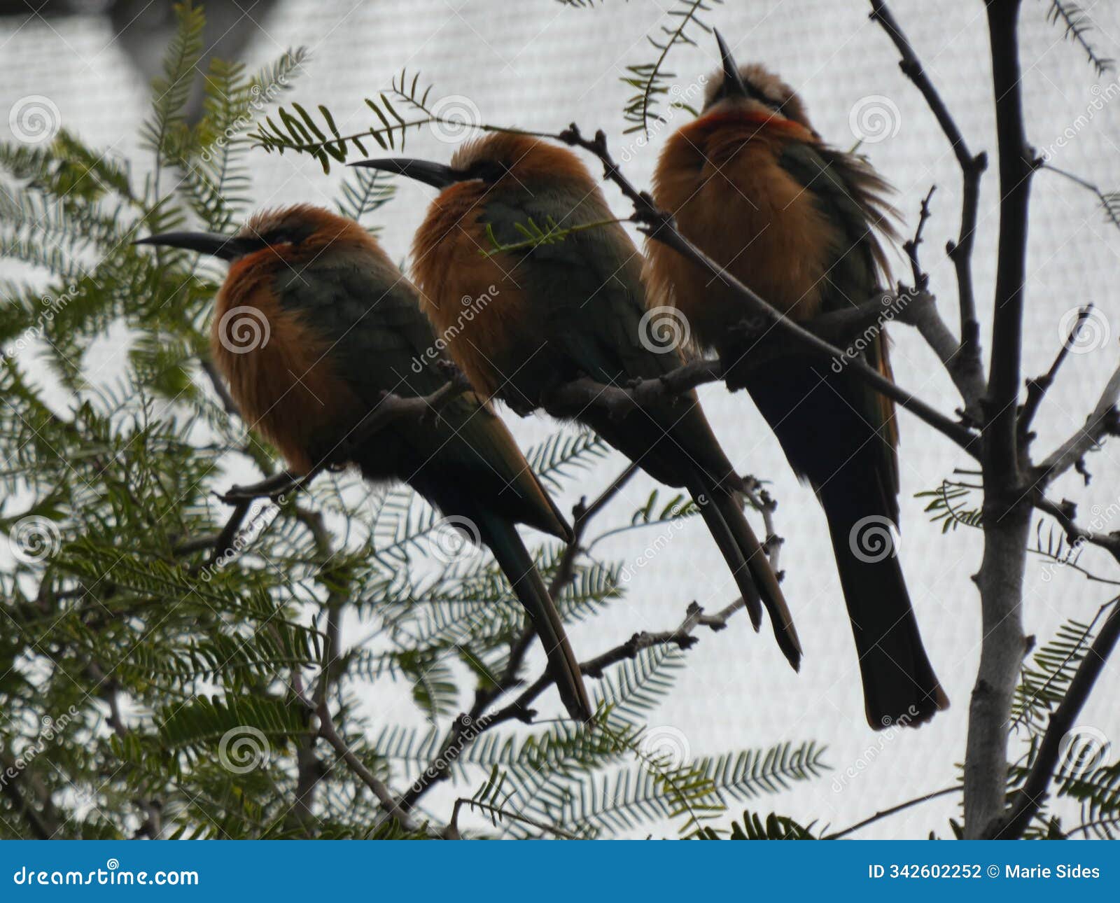 Three Beautiful Birds on a Tree Stock Photo - Image of tree, three ...