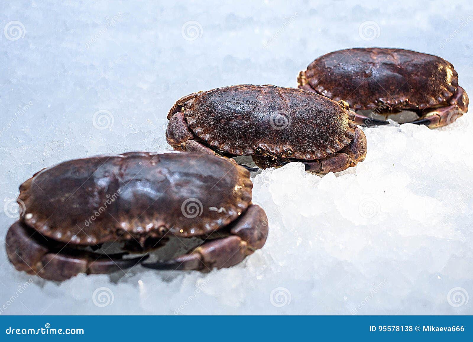 Three beautiful crabs stock photo. Image of lunch, fish - 95578138