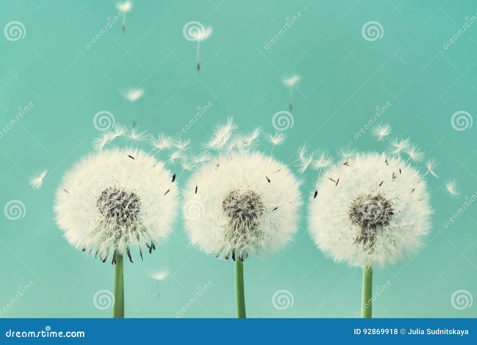 Dandelion Flowers Are White And Fluffy With Ripe Seeds Ready To Fly ...
