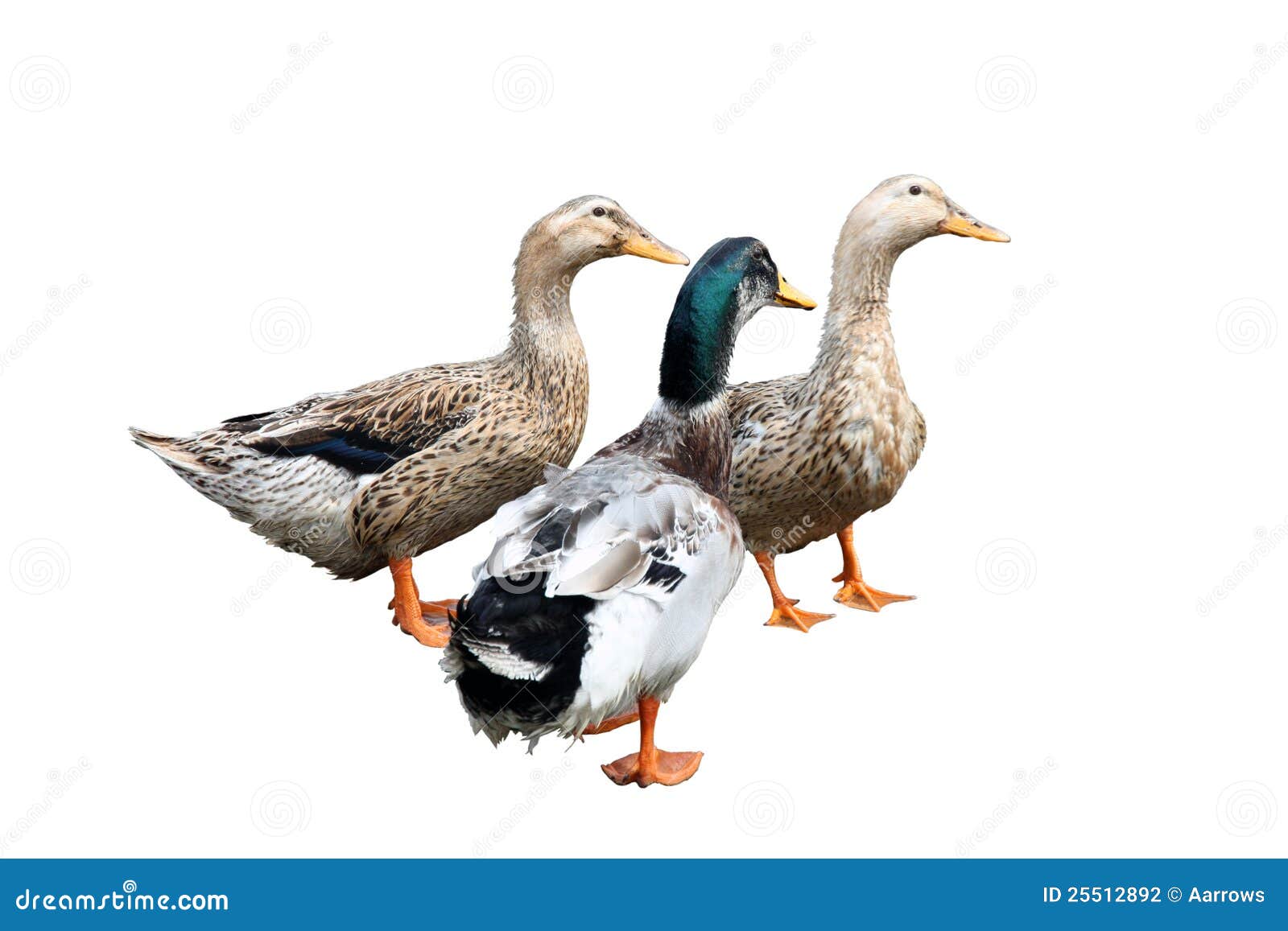 Three beautiful ducks stock photo. Image of outside, nature - 25512892
