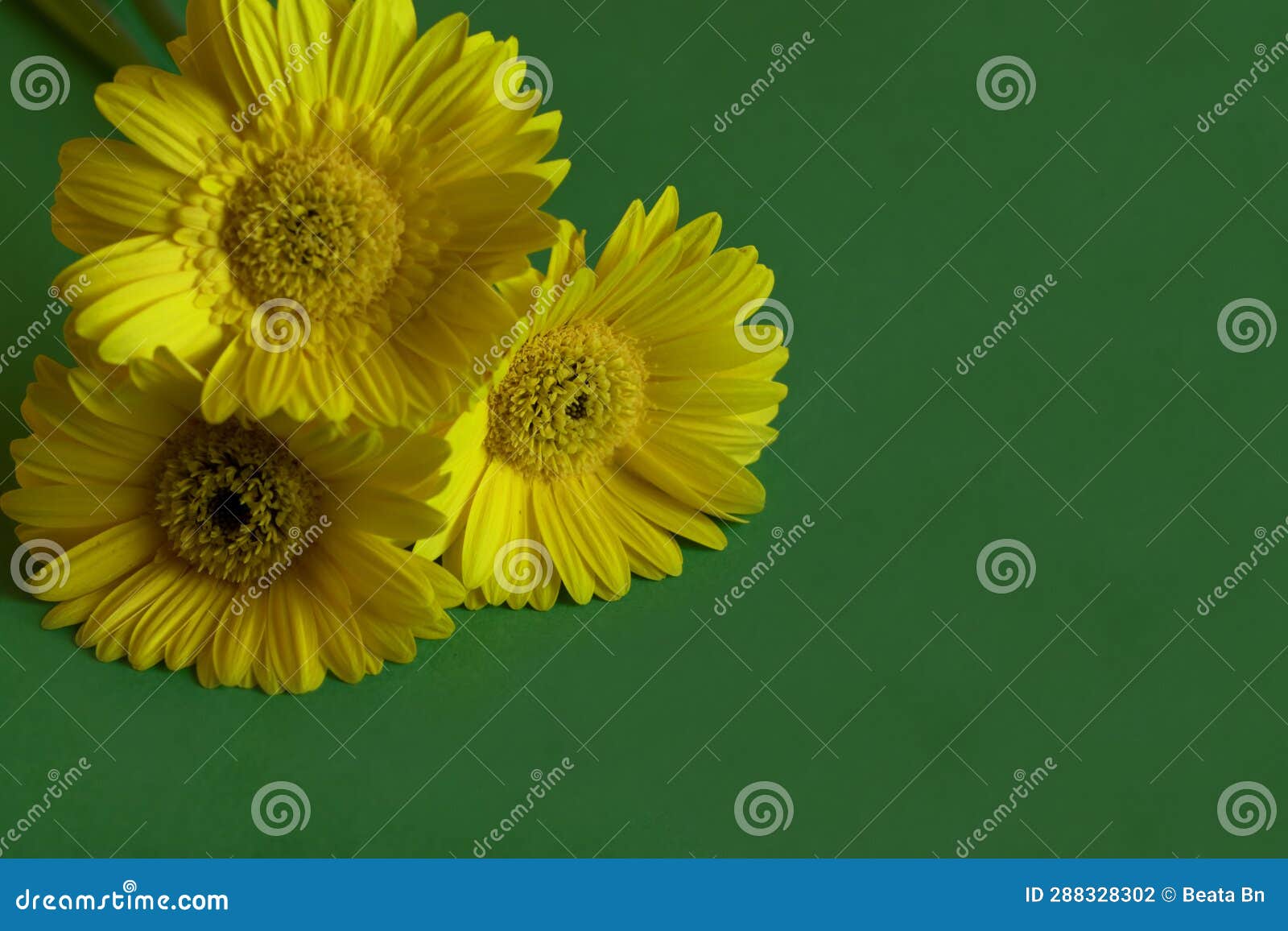 Three Beautiful Gerberas on the Green Stock Photo - Image of sunflower ...