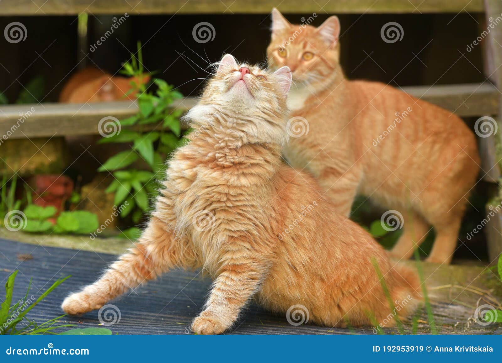 Three Beautiful Ginger Cats in Summer Stock Image - Image of kitty ...