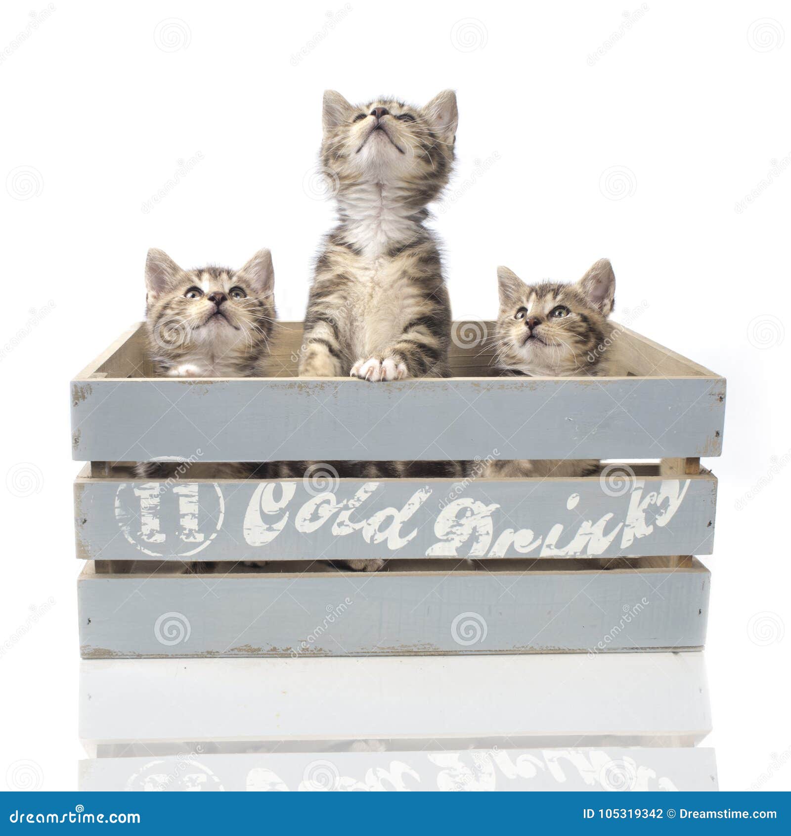 Three Beautiful Kittens in a Box Stock Photo - Image of three, kittens ...