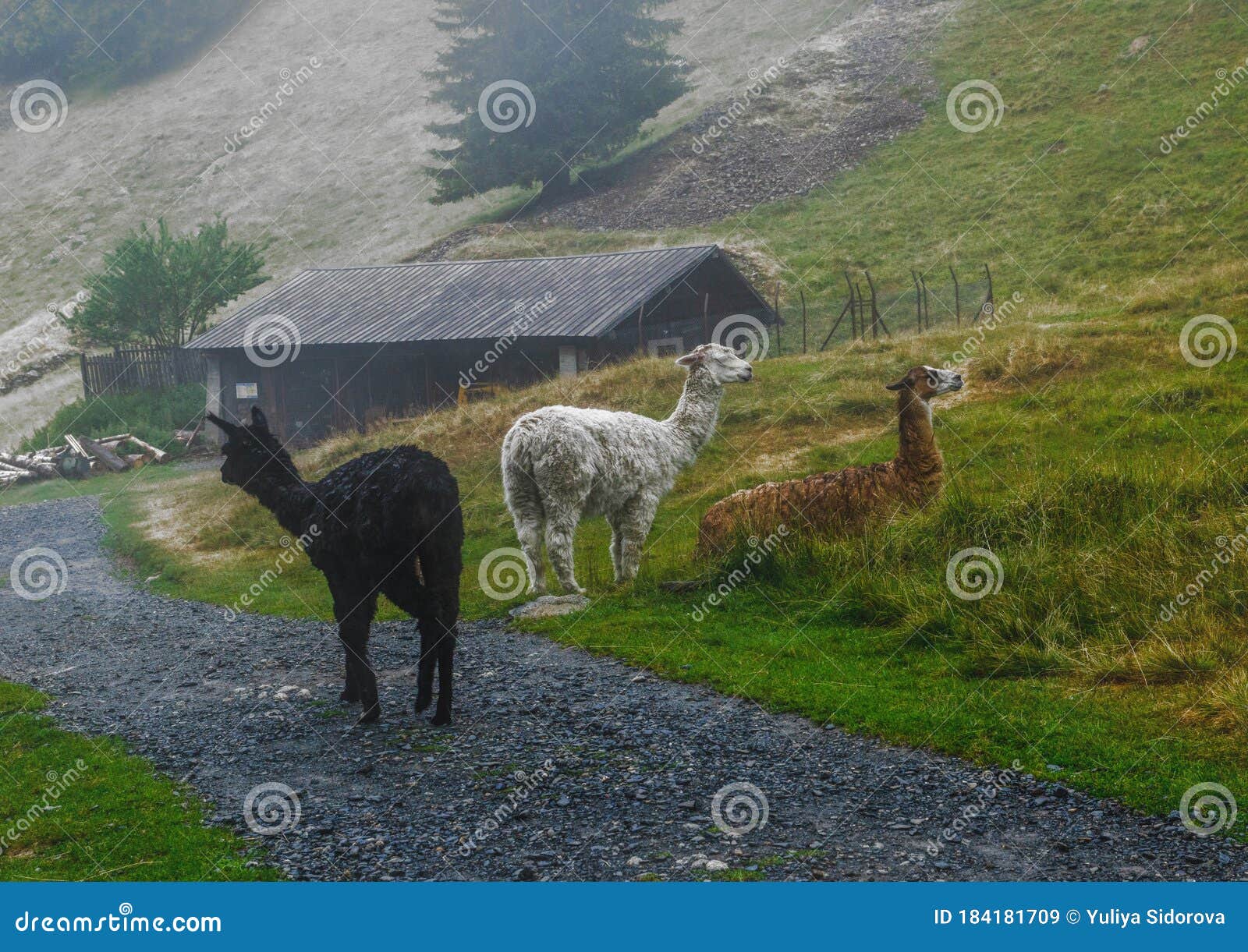 Three Beautiful Multi-colored Llamas in the Mountains on a Foggy ...