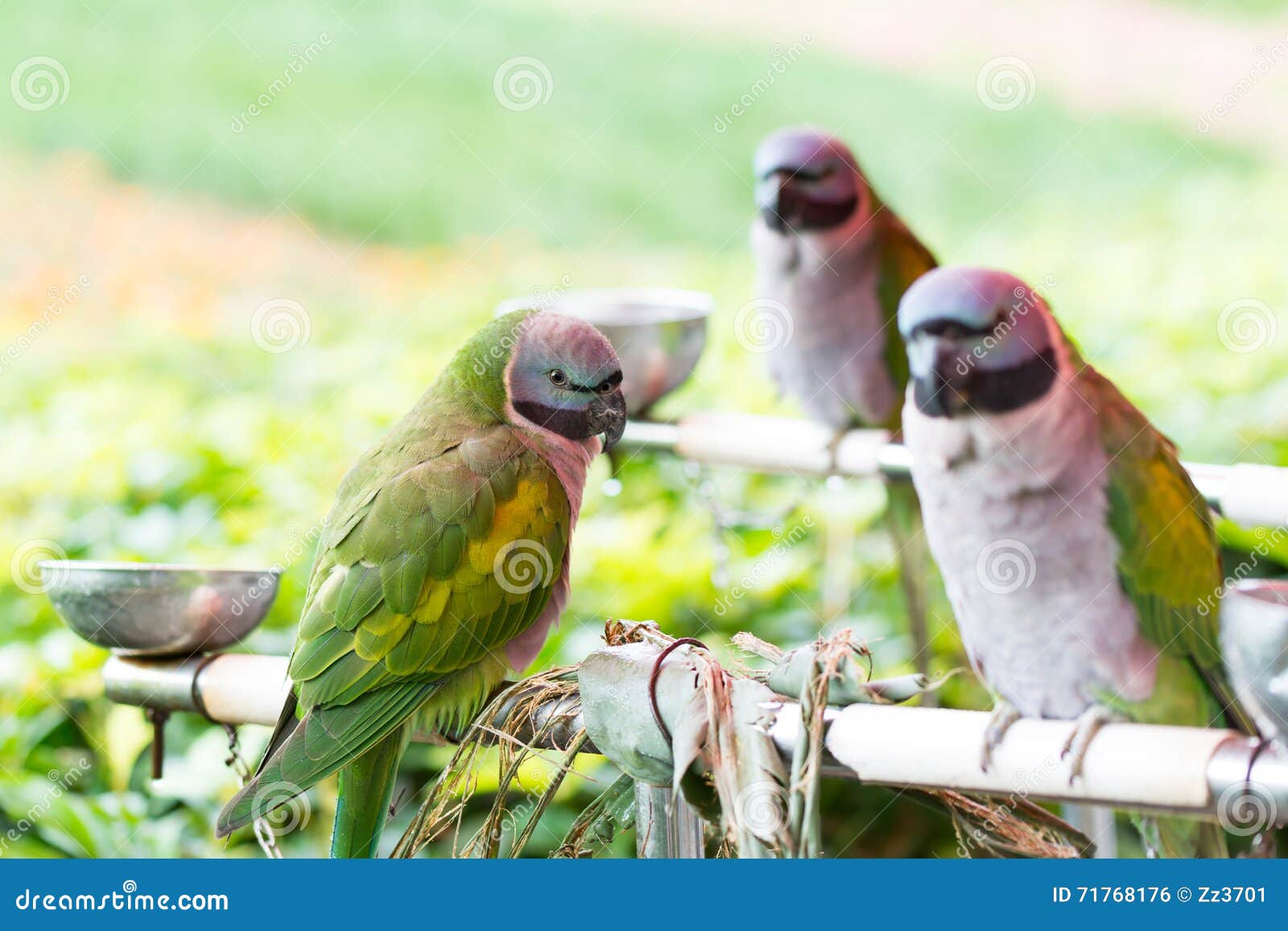 Three beautiful parrots stock photo. Image of amazon - 71768176