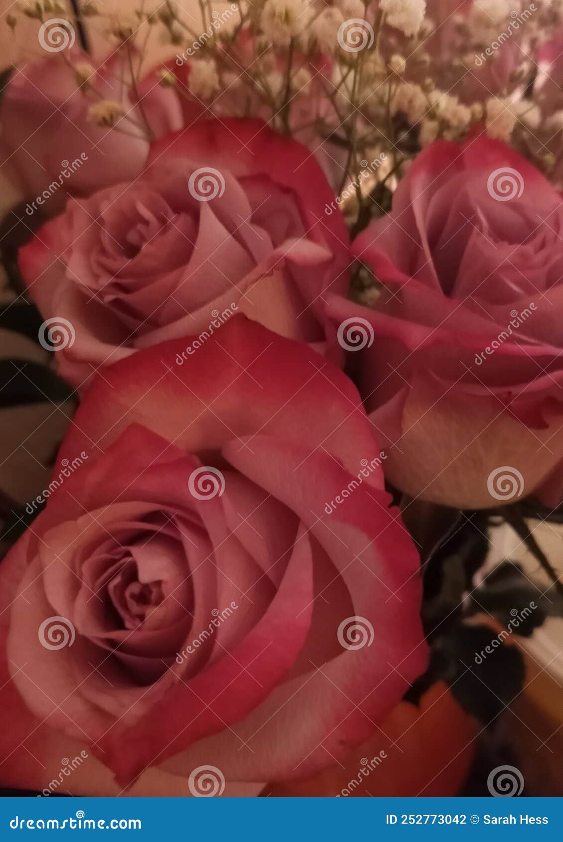Three Beautiful Pink Roses stock photo. Image of three - 252773042
