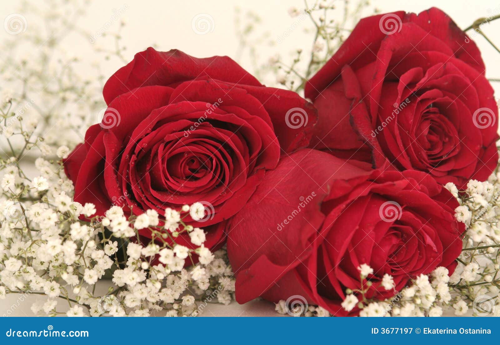 Three beautiful red roses stock image. Image of branch - 3677197