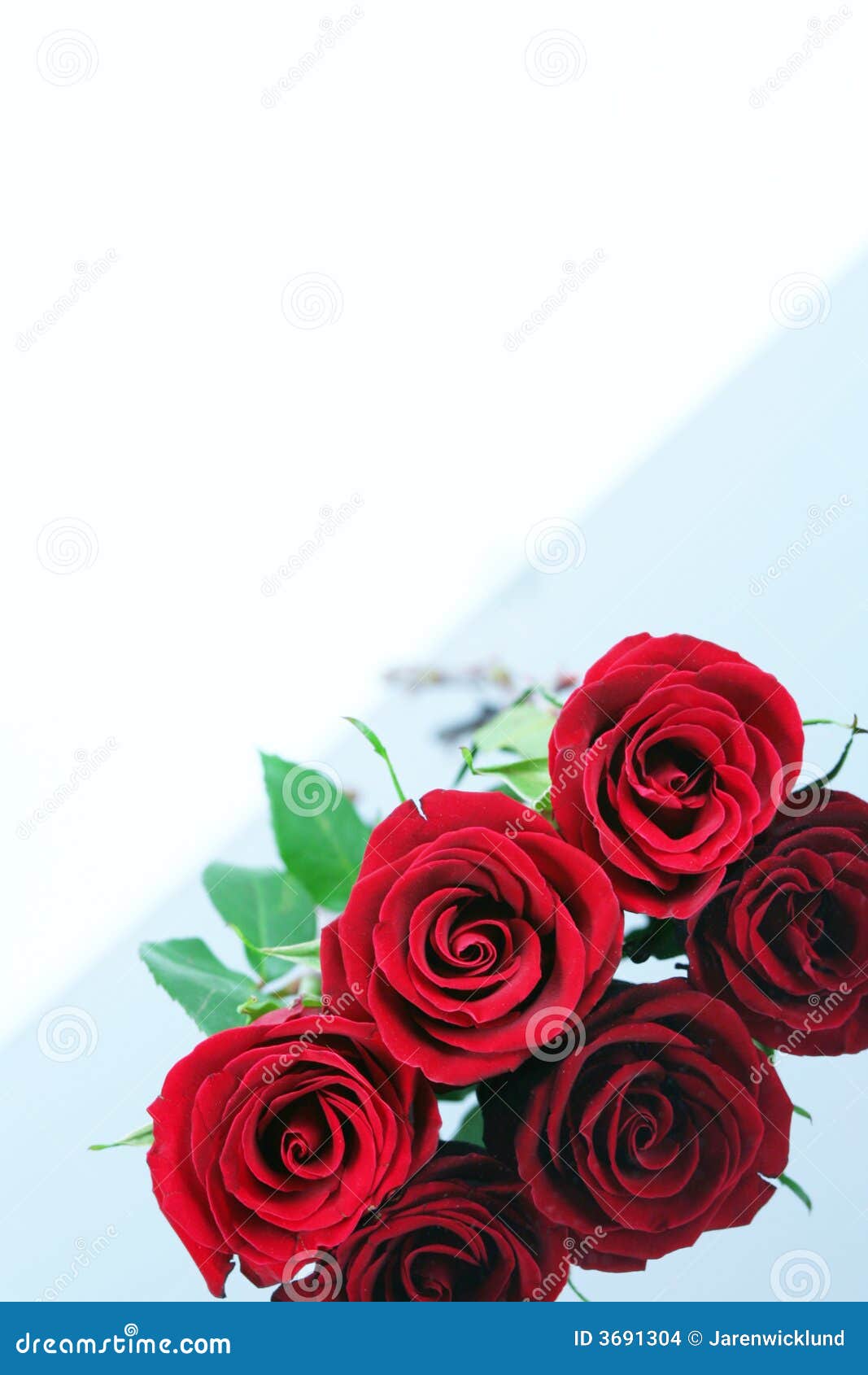 Three beautiful red roses stock photo. Image of valentines - 3691304