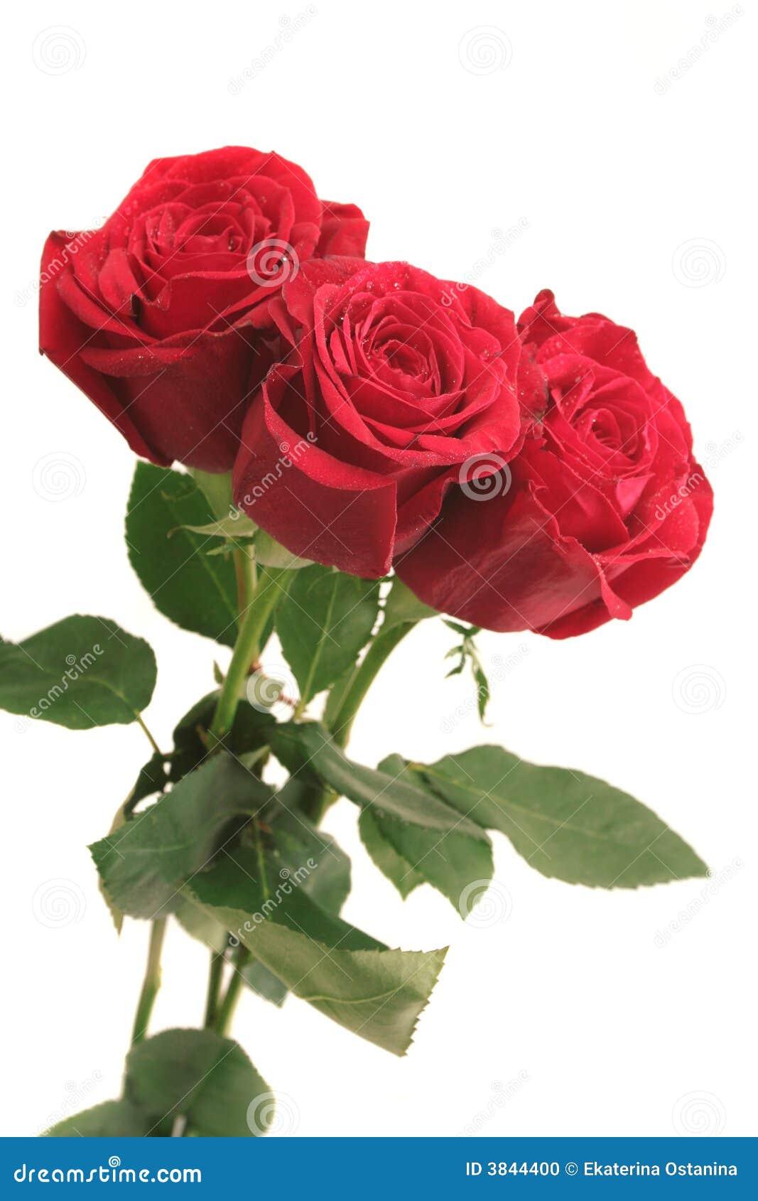 Three beautiful red roses stock photo. Image of three - 3844400