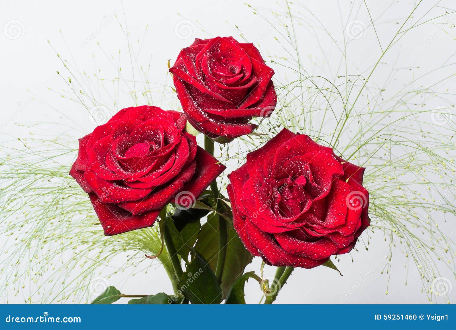 Three Beautiful Red Roses with Green Leaves Stock Photo - Image of love ...