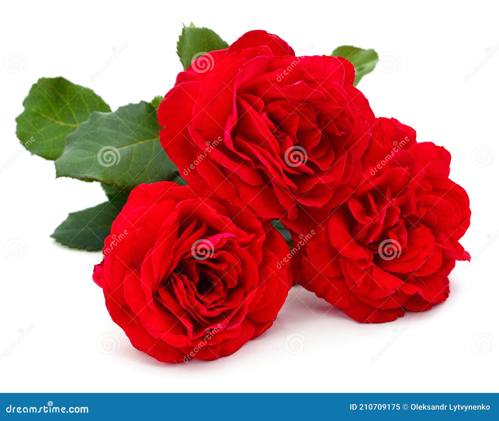 Three beautiful red roses stock image. Image of three - 210709175