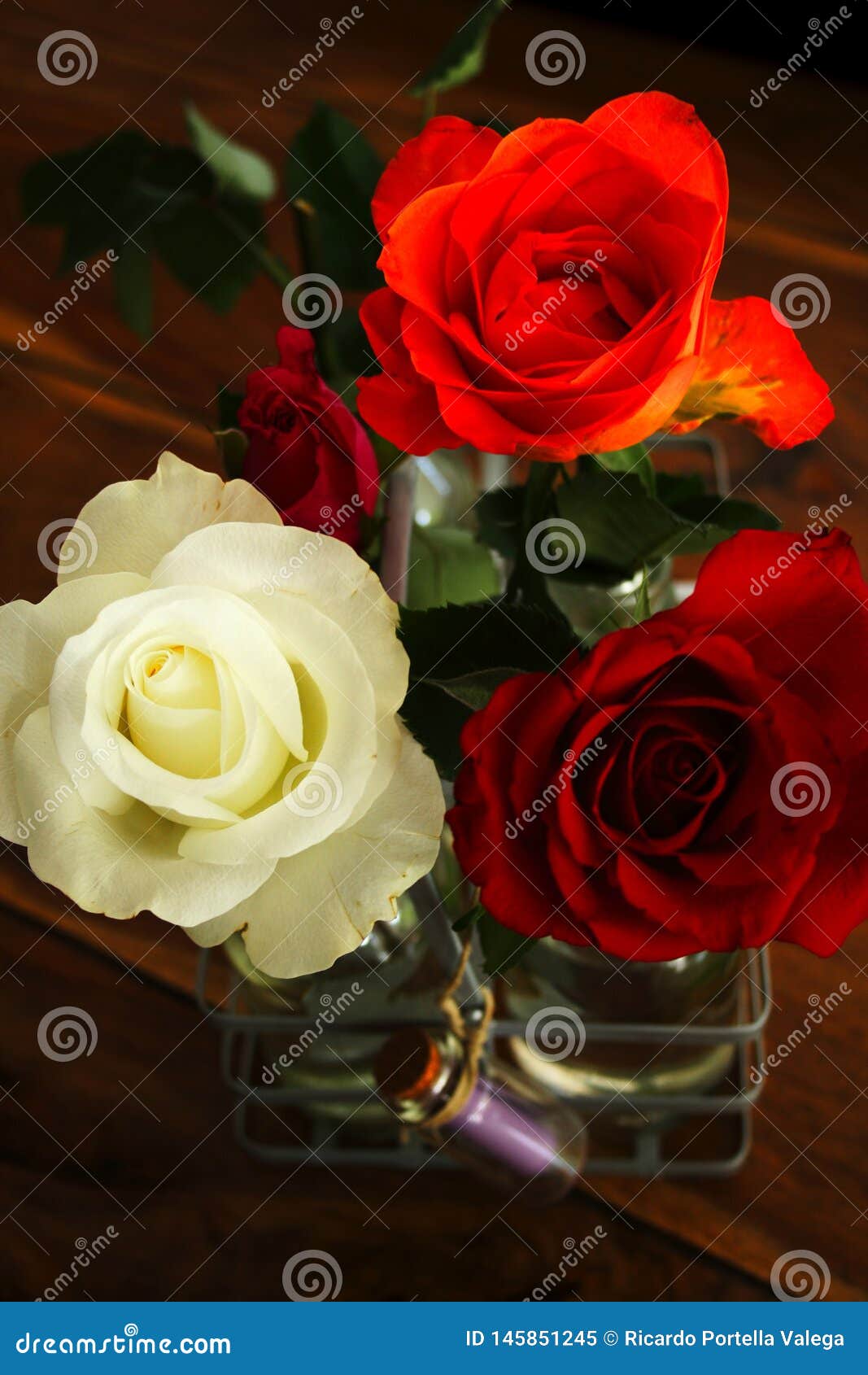 Three beautiful roses stock image. Image of roses, colorful - 145851245