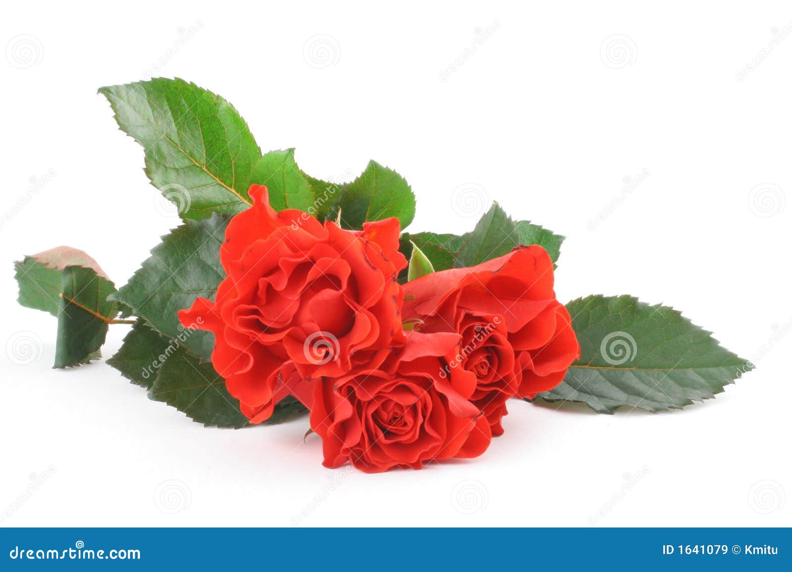 Three Beautiful Roses on White Stock Image - Image of greeting, flowers ...