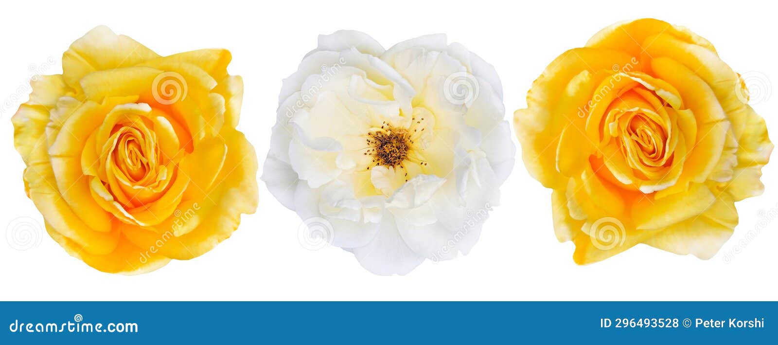 Three Beautiful Roses on a White Background. Photo is for Cards and ...