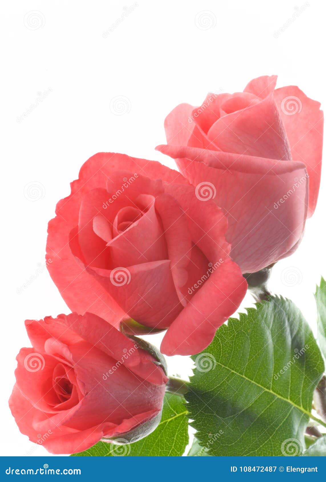 Three Small Pink Rose Flowers Isolated on White Background Stock Image ...