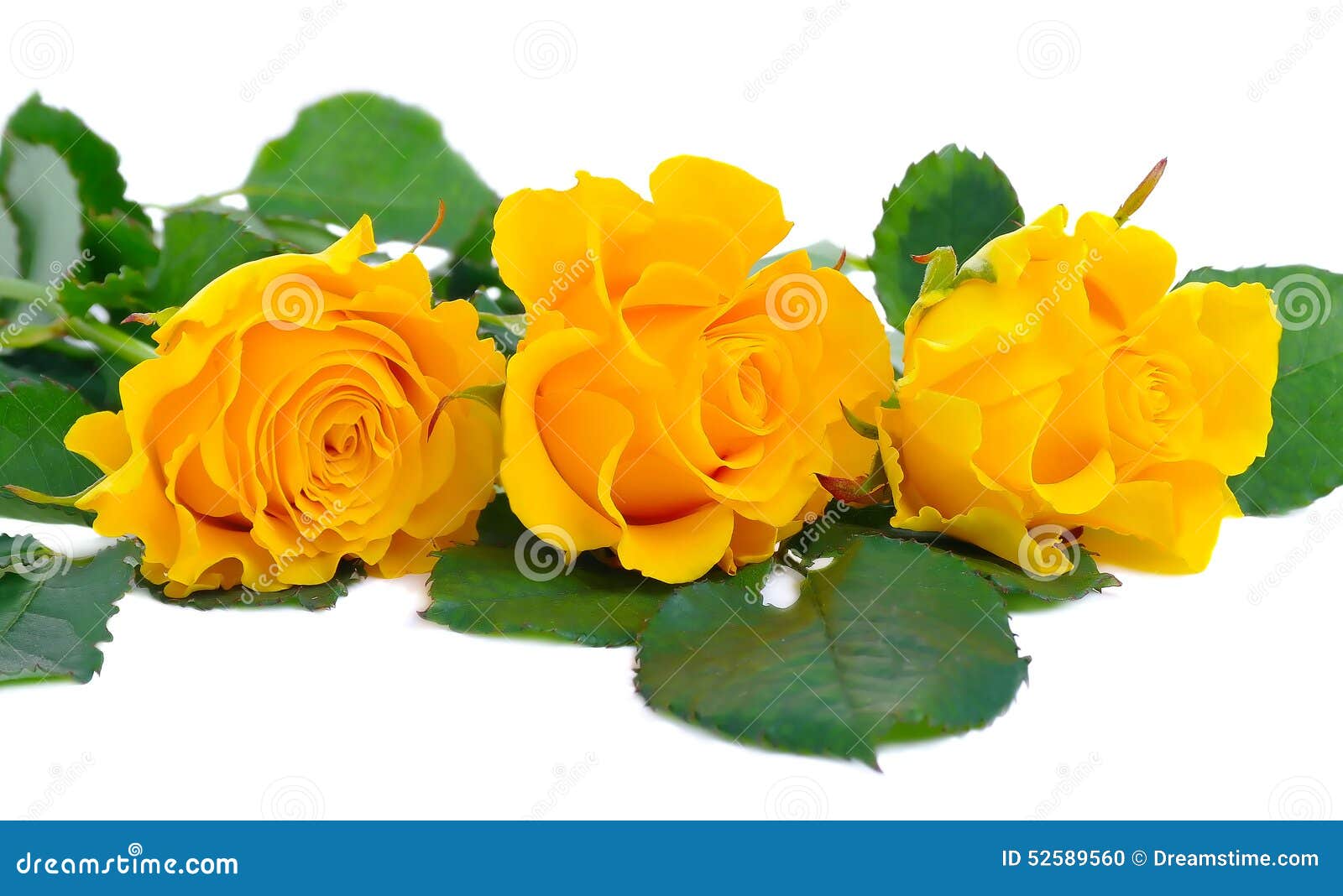 Three Beautiful Yellow Roses on a White Background Stock Photo - Image ...