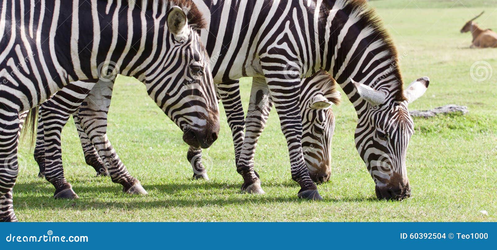 Three Beautiful Zebras Together Stock Photo - Image of unique, patterns ...