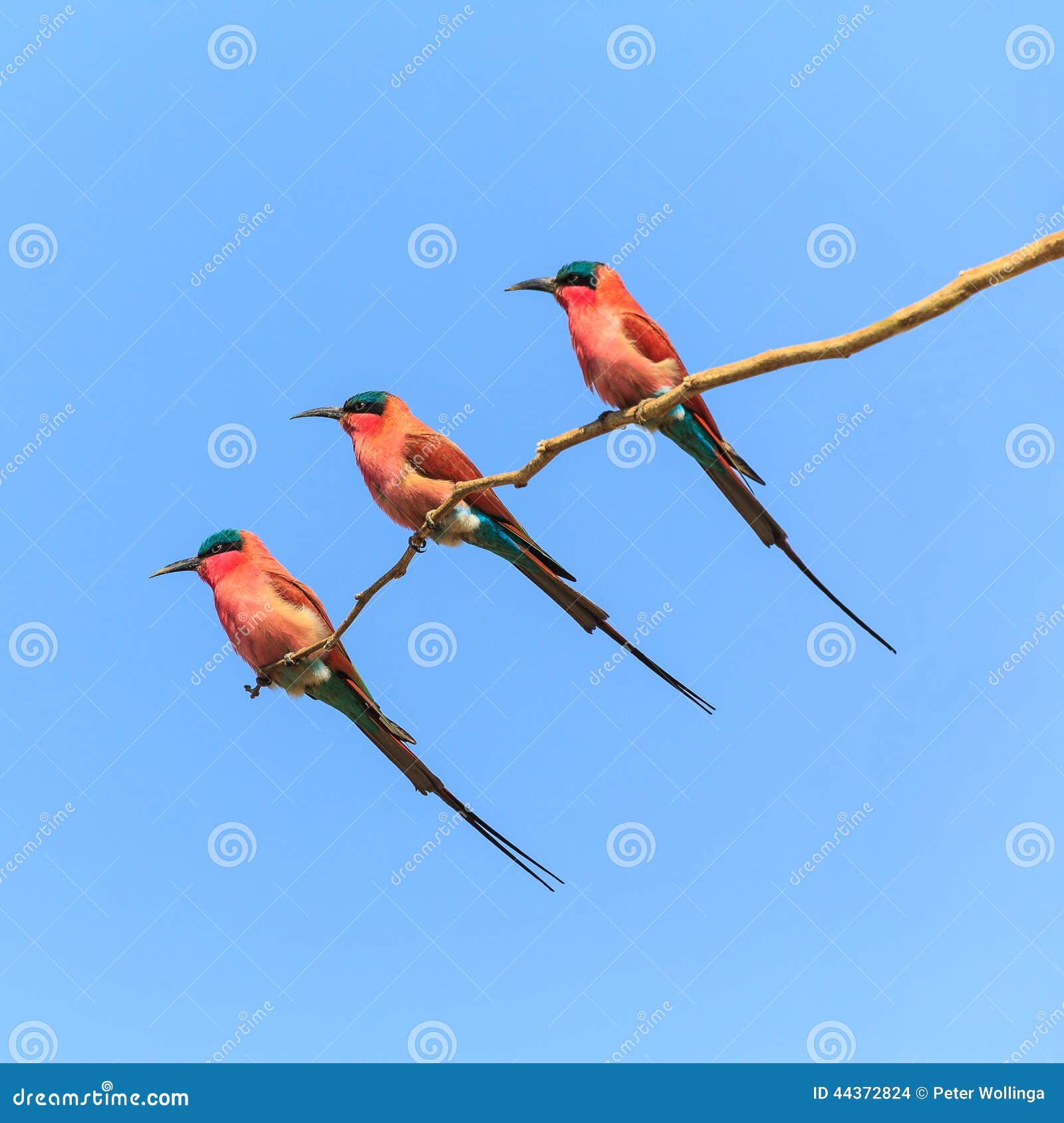 Three Bee Eaters Sitting on a Branch Stock Photo - Image of isolated ...
