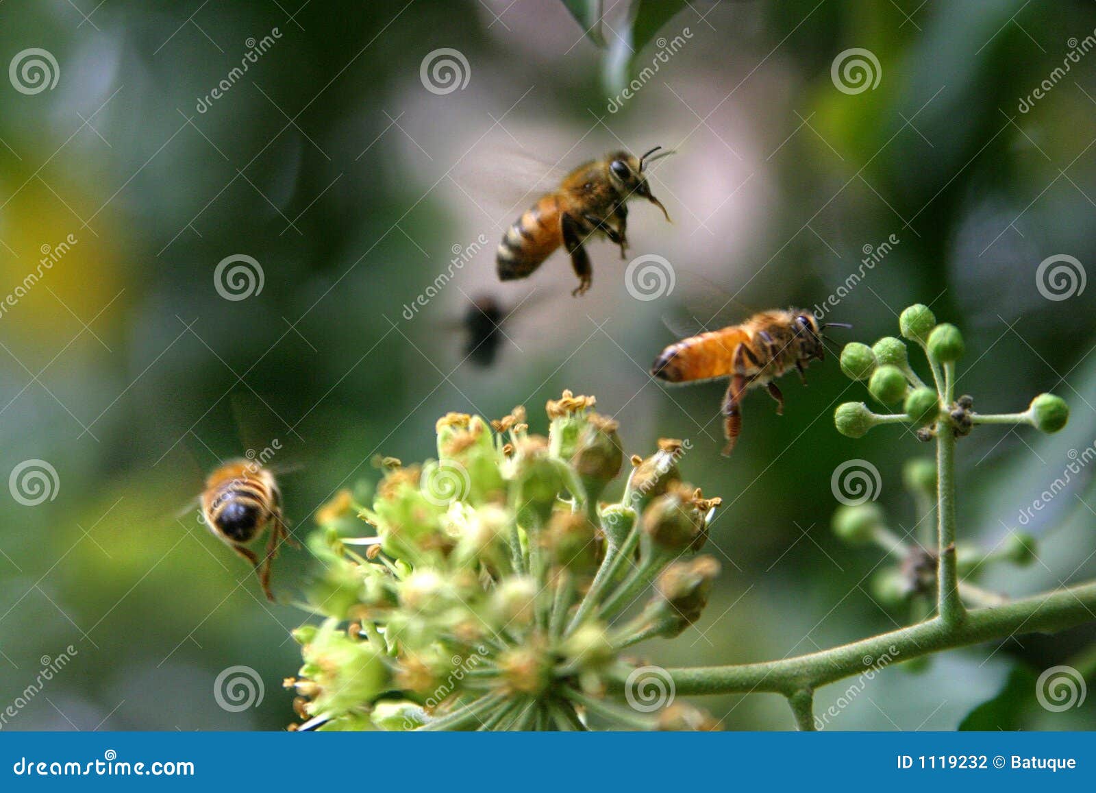 Three bees stock photo. Image of feed, field, nature, working - 1119232