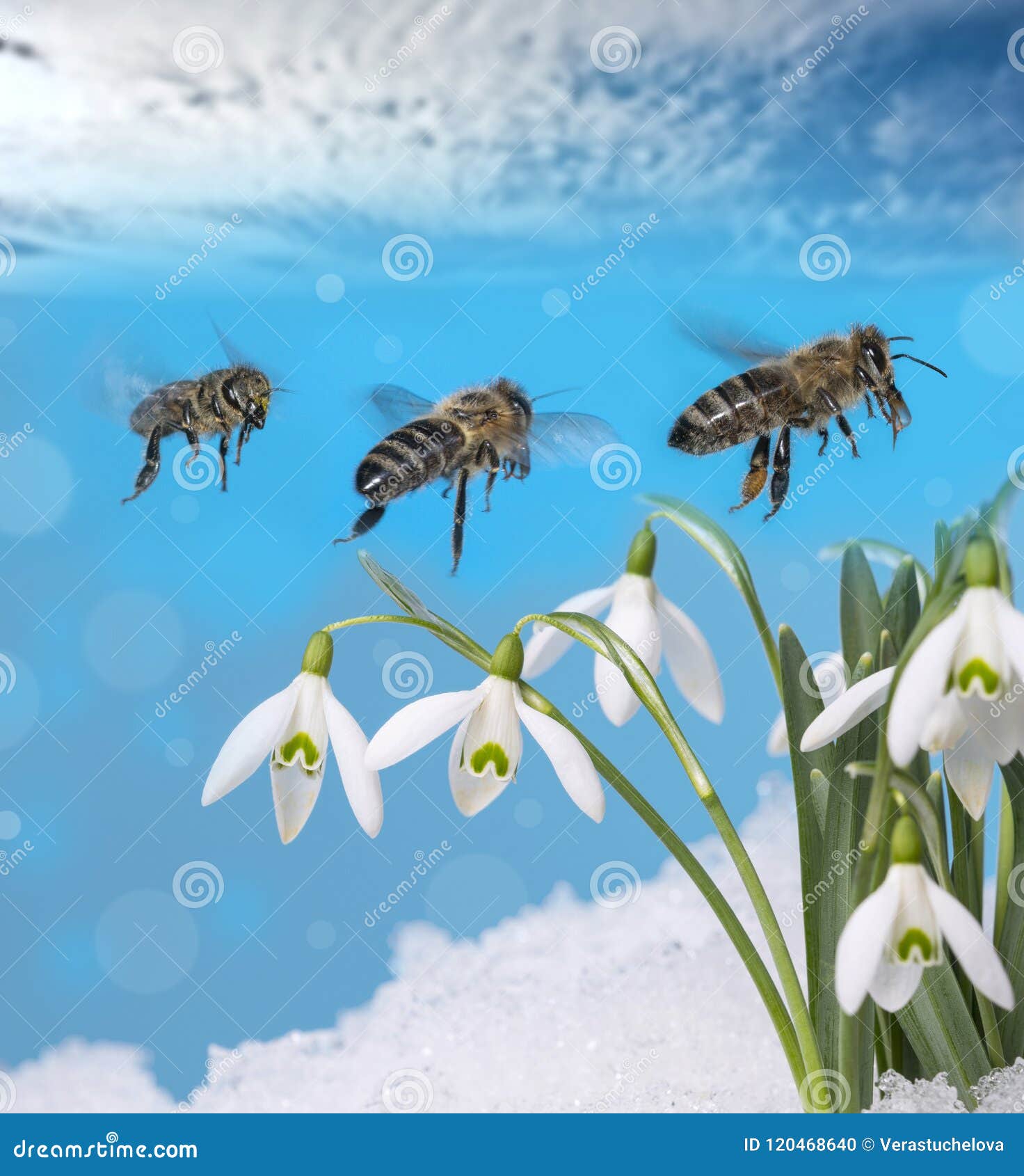 Three bees stock photo. Image of detail, insect, close - 120468640