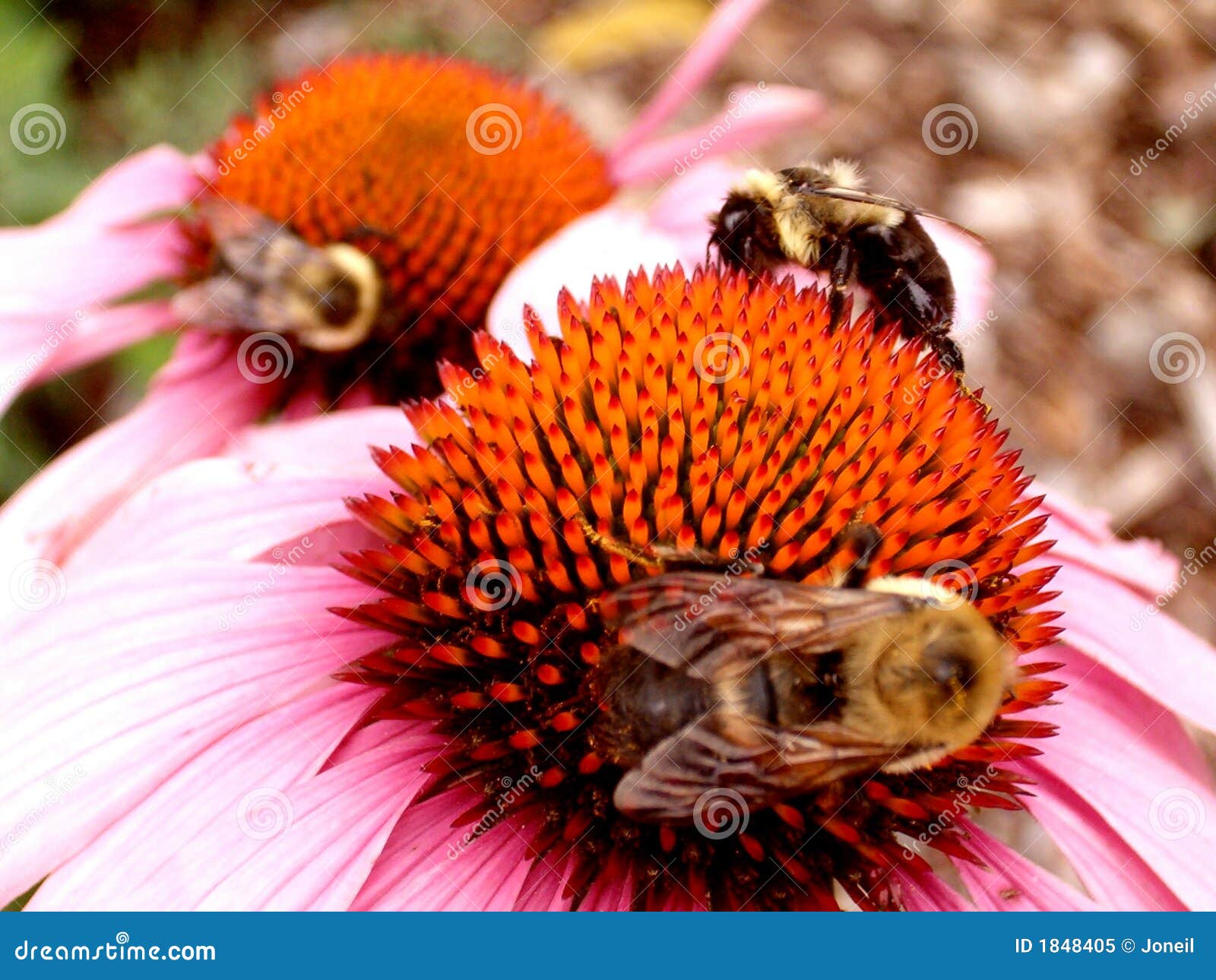 Three Bees on Bright Flowers Stock Image - Image of unique, pollen: 1848405