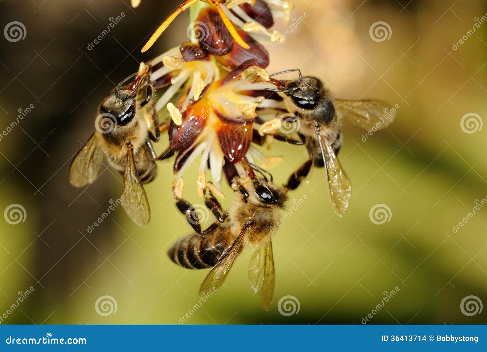 Three Bees stock photo. Image of working, team, honey - 36413714
