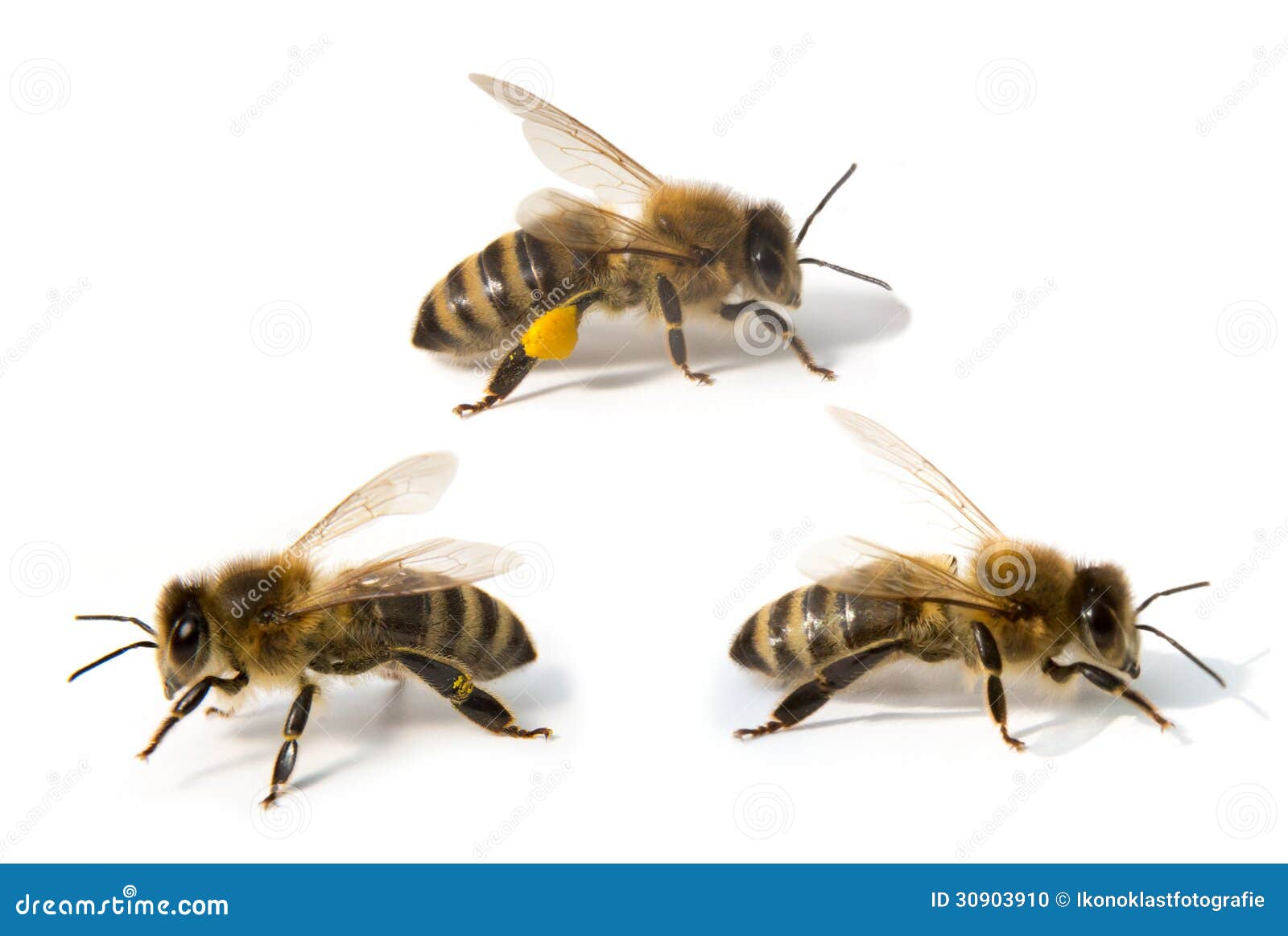 Three Bees In Front Of White Background Stock Photo - Image: 30903910