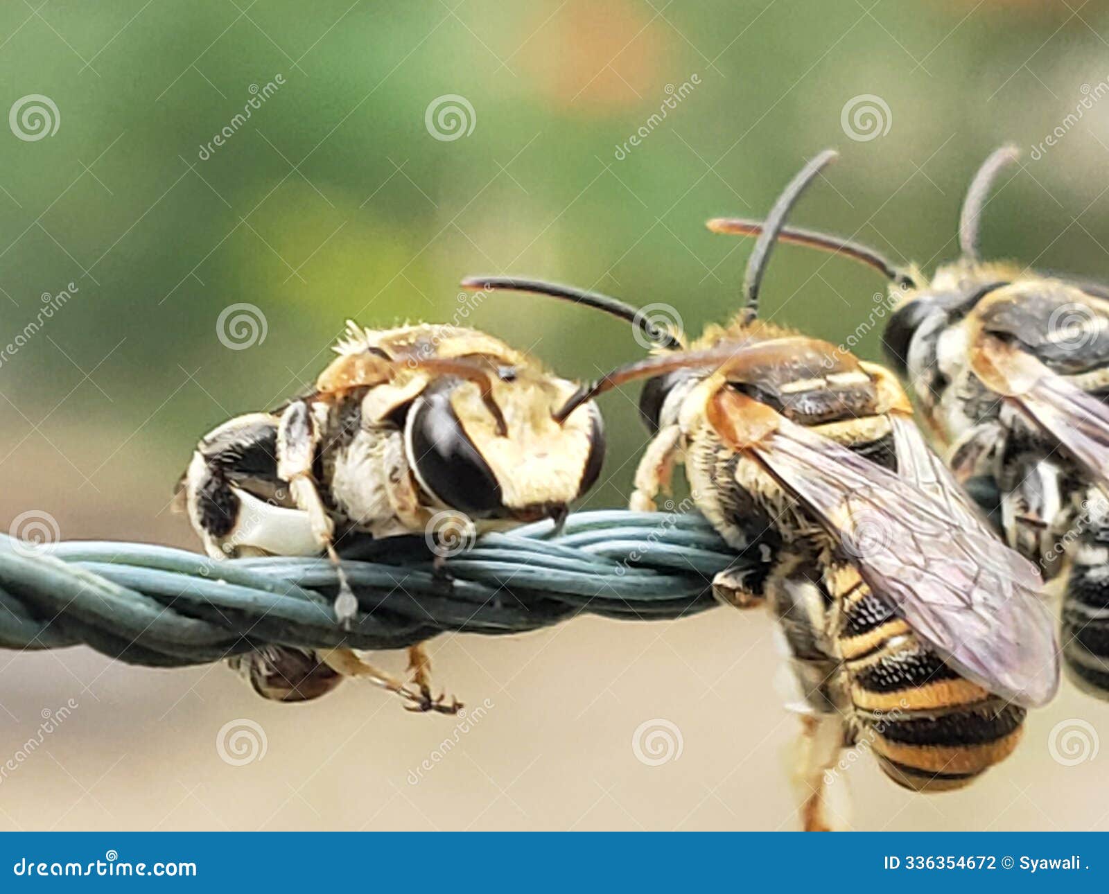 Three Bees Resting on a Twisted Wire Stock Photo - Image of green ...