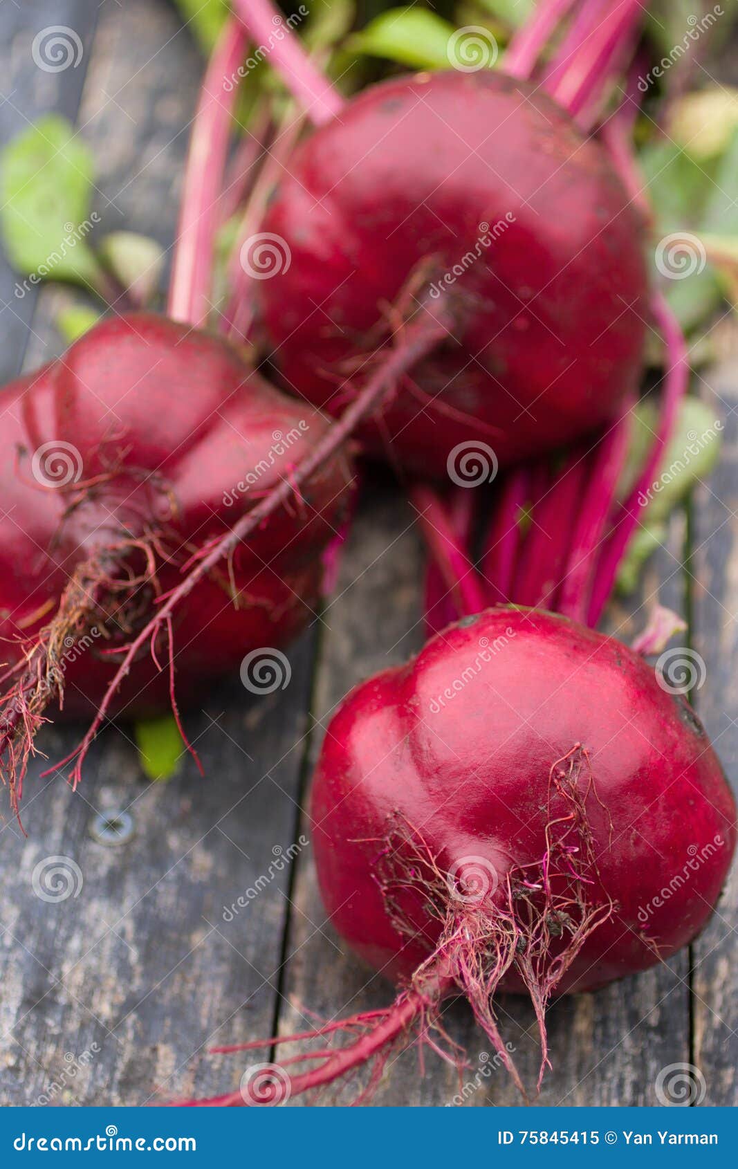 Three Beetroot on the Wooden Table Stock Image - Image of handpicked ...