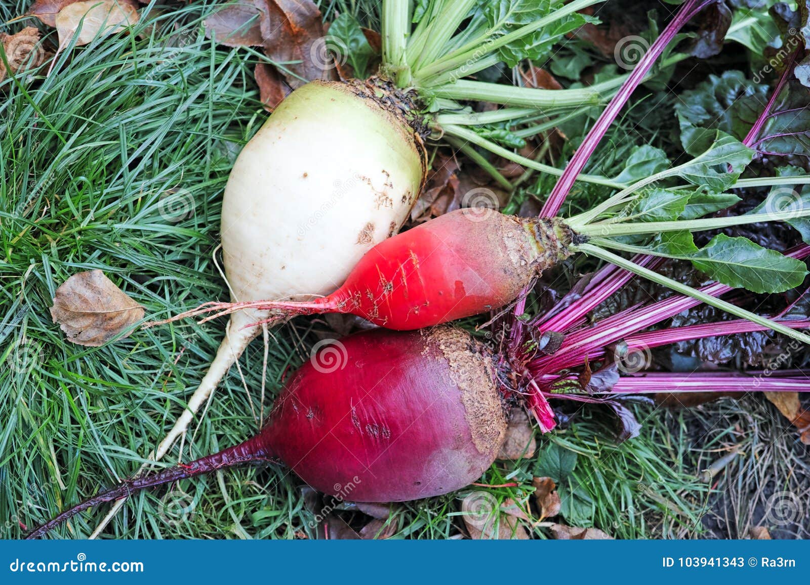 Three beets on the grass stock image. Image of sugar - 103941343