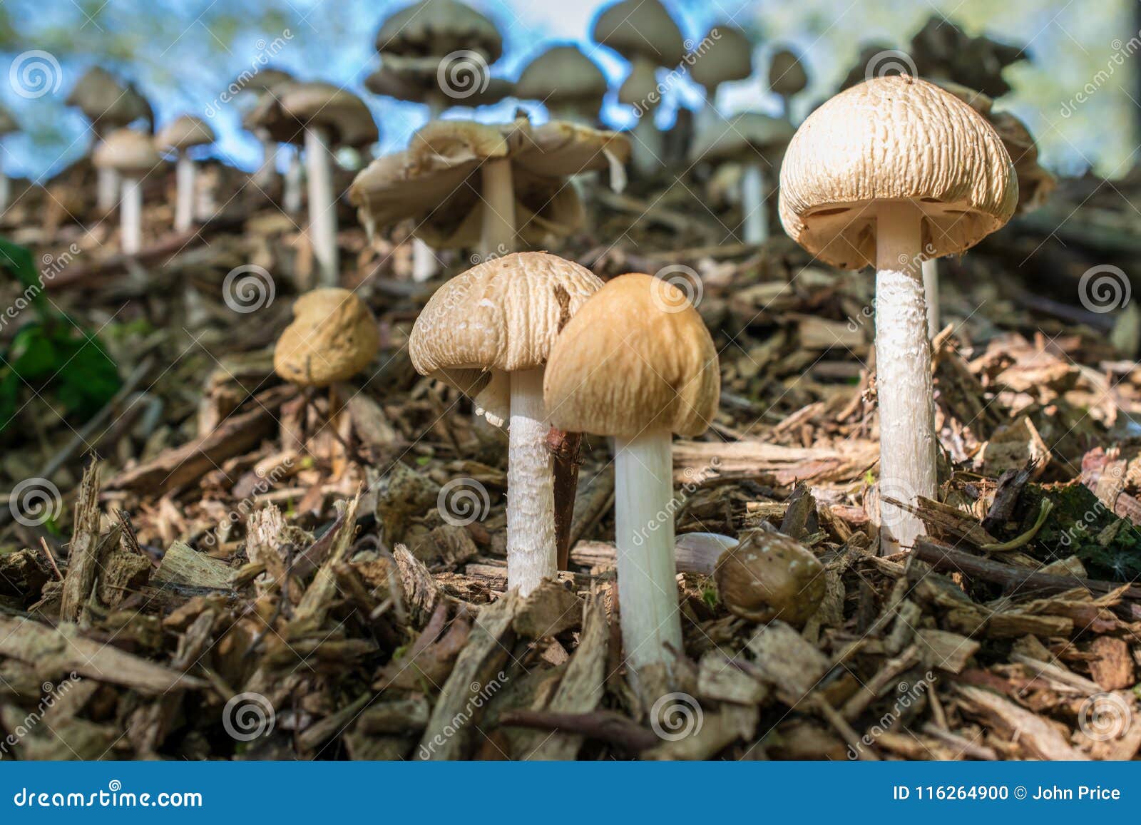 Three Beige Toadstools Macro Image Stock Photo - Image of three ...