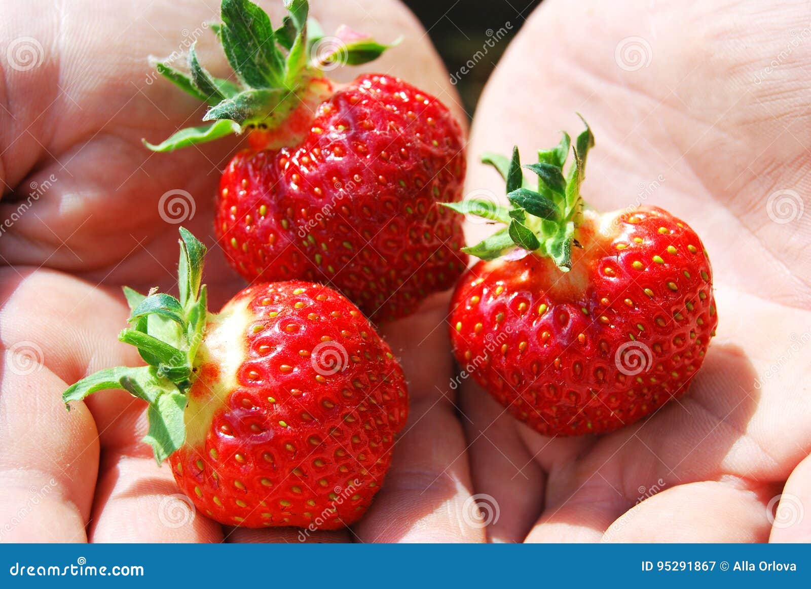 Three berries stock image. Image of food, fresh, healthy - 95291867