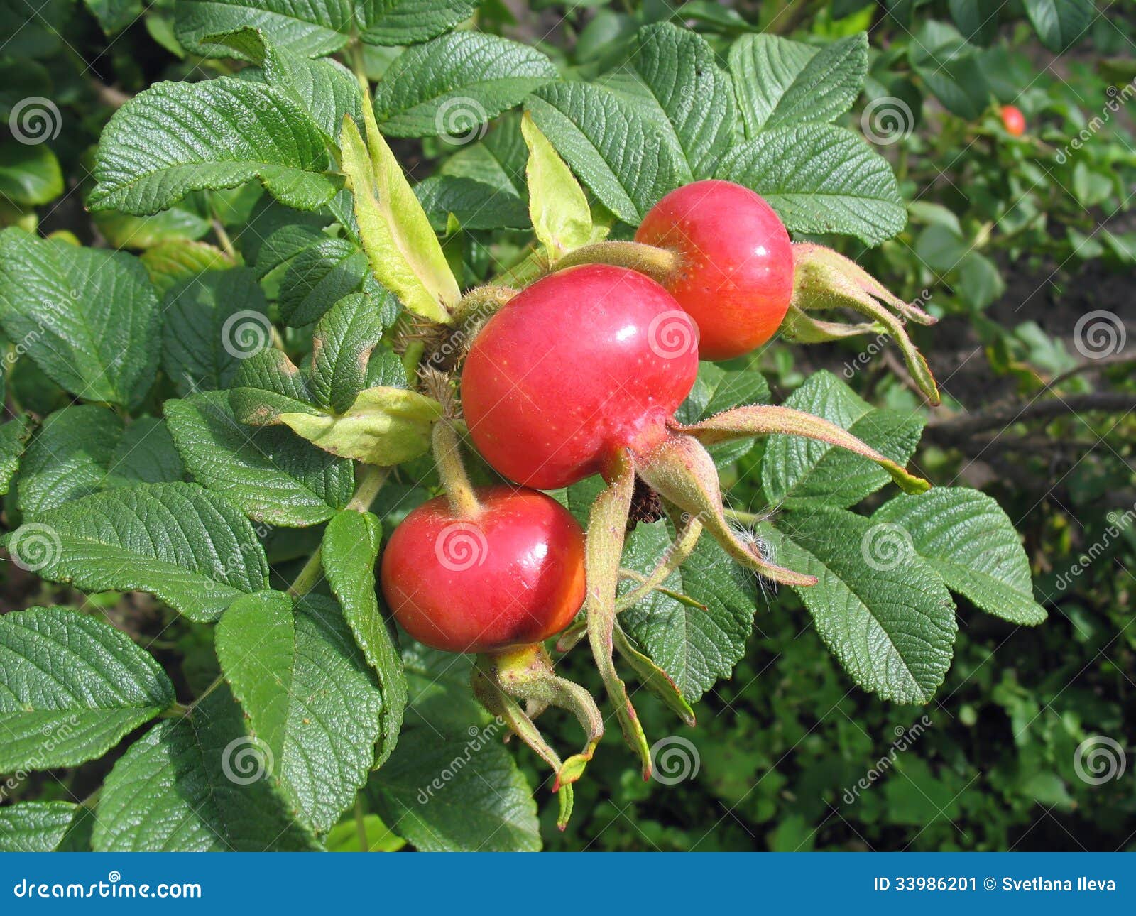 Three Big Berries of Hip on a Bush Stock Image - Image of botanic, food ...