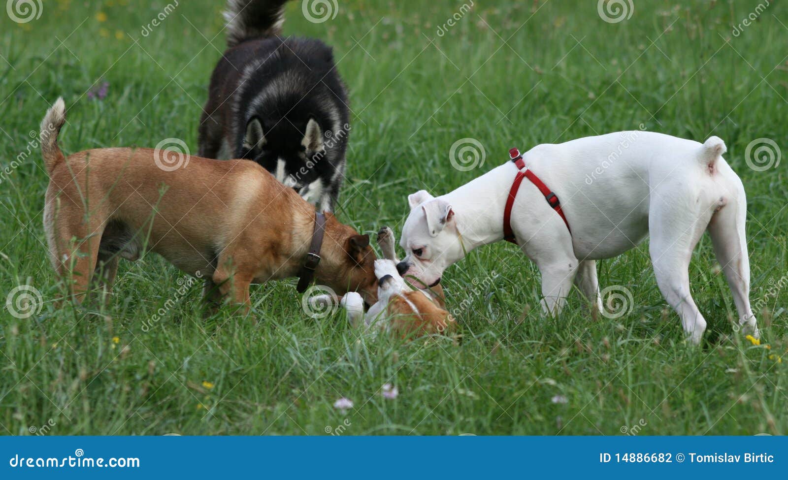Three Big Dogs Playing with Little Beagle Stock Photo - Image of ...