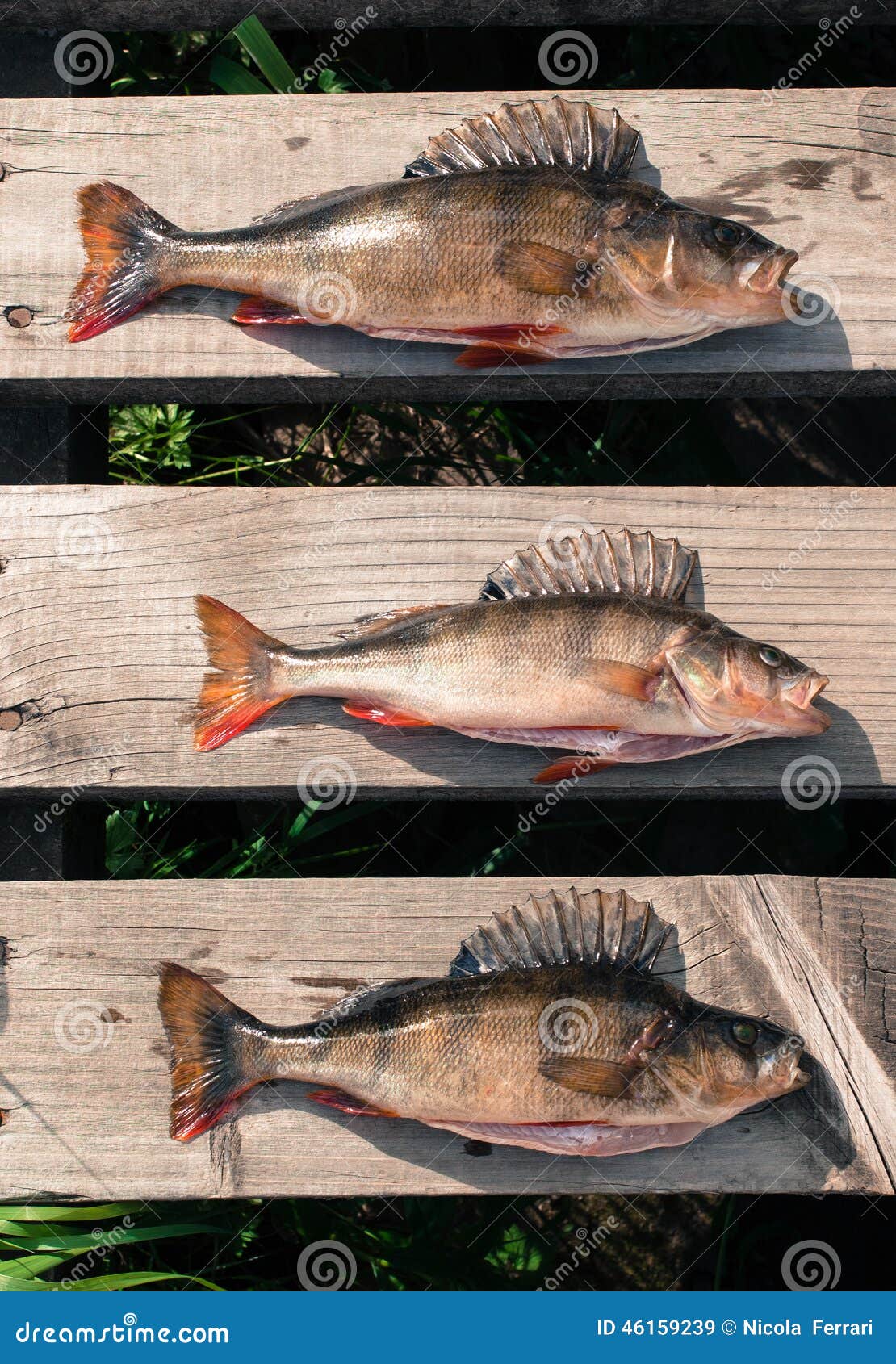 Three Big Fish (Perch) Freshly Caught on a Wooden Board of a P Stock ...