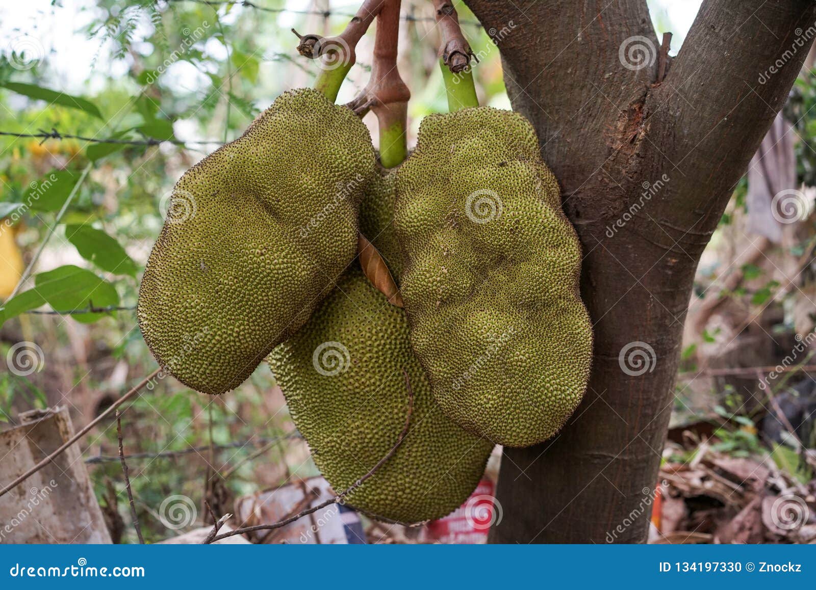 Three big jackfruit stock photo. Image of asian, yellow - 134197330