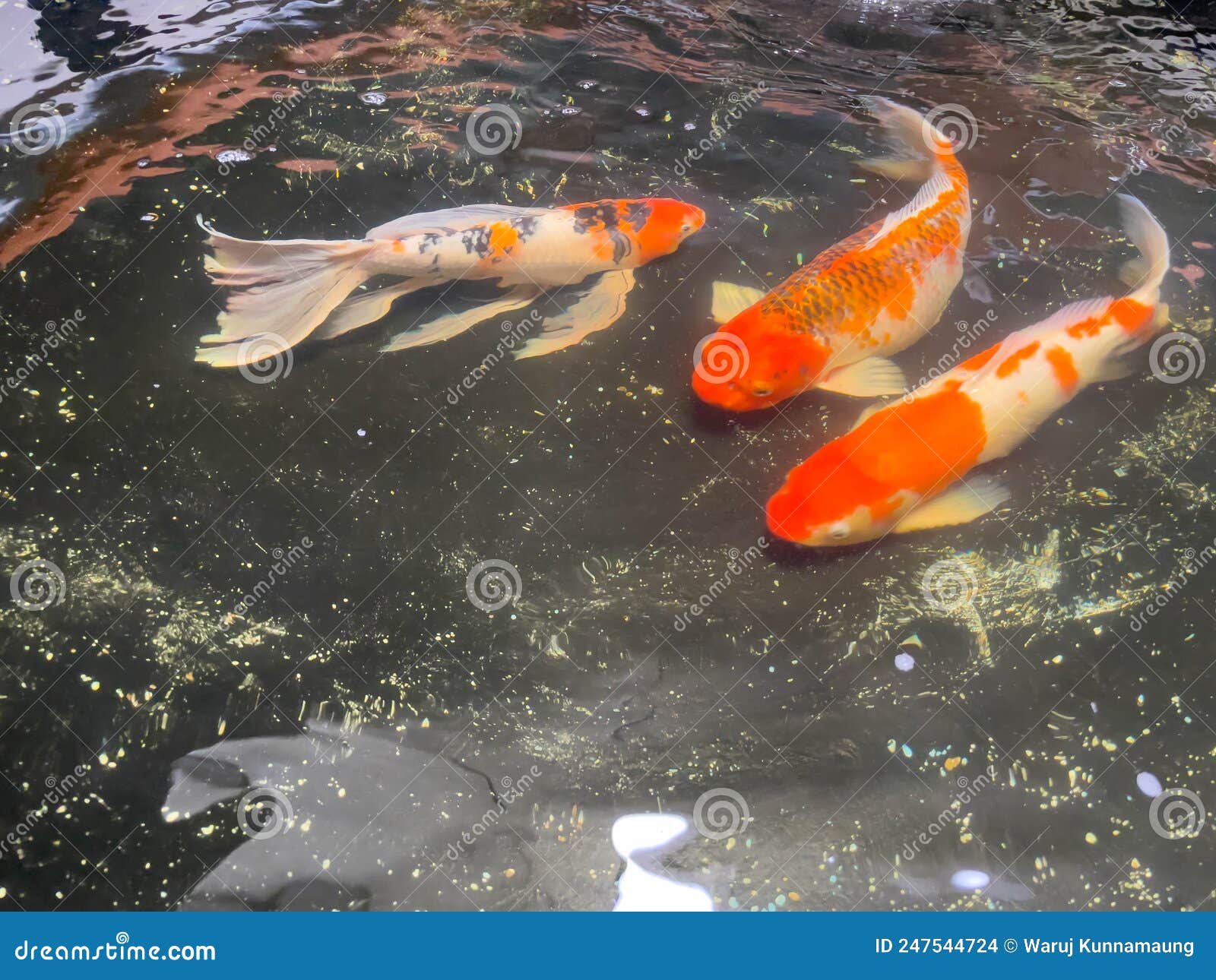 Three Koi Fish in the Clear Water Basin. Stock Photo - Image of water ...