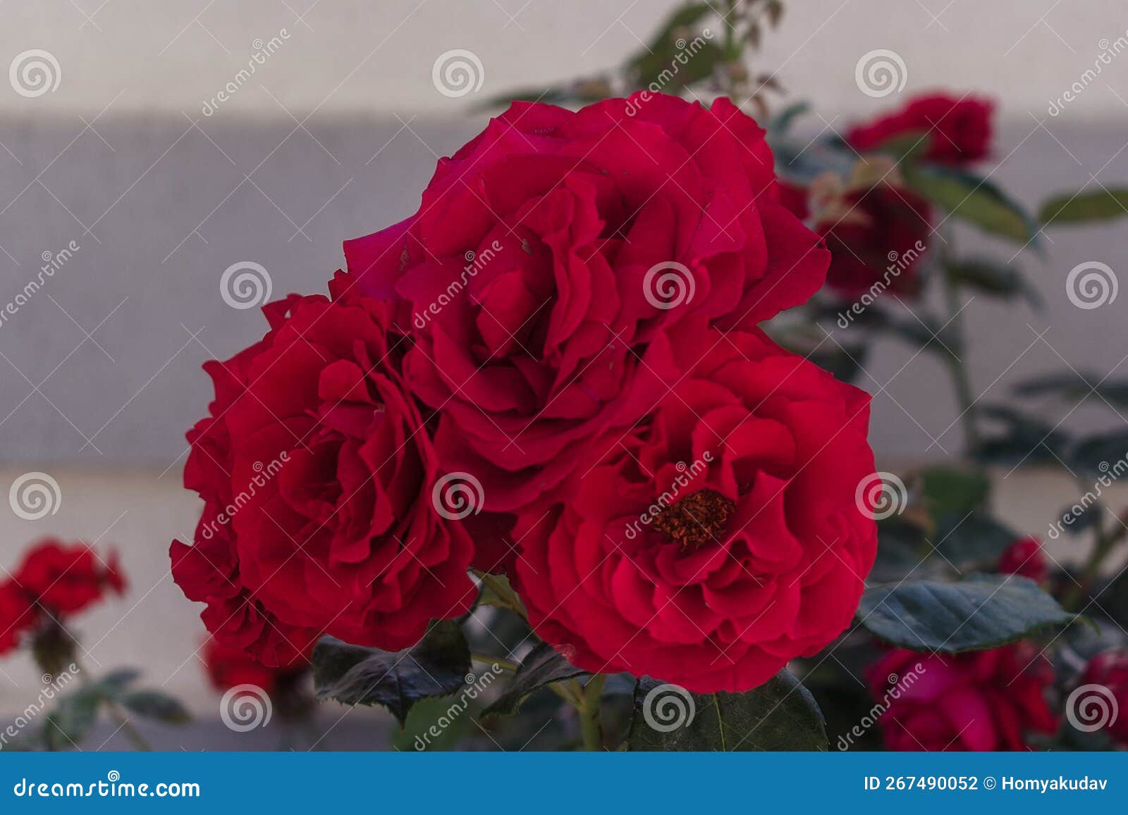 Three Big Red Roses in the Garden. Stock Photo - Image of color ...