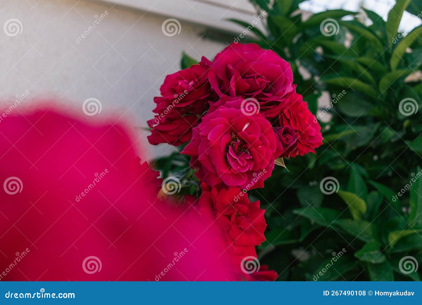 Three Big Red Roses in the Garden. Stock Photo - Image of pink, nature ...