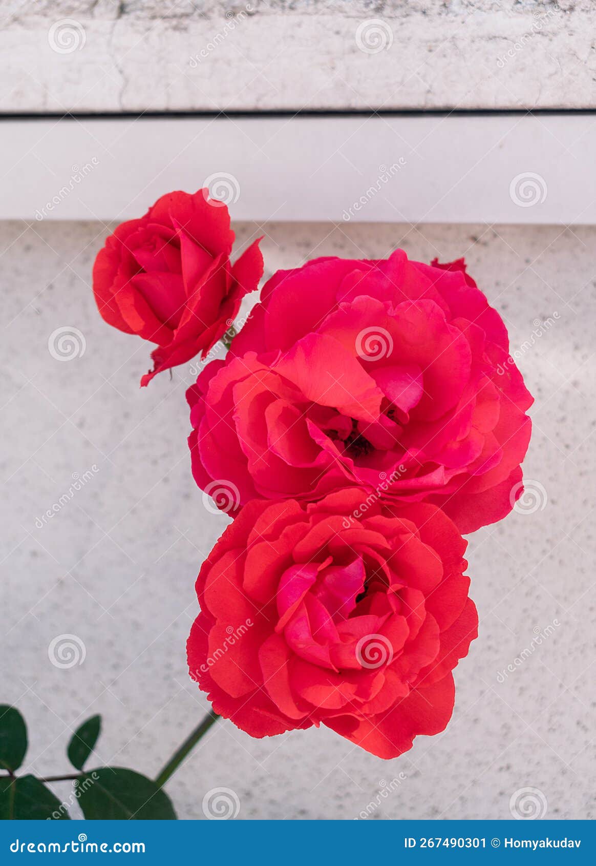 Three Big Red Roses in the Garden. Stock Image - Image of nature ...